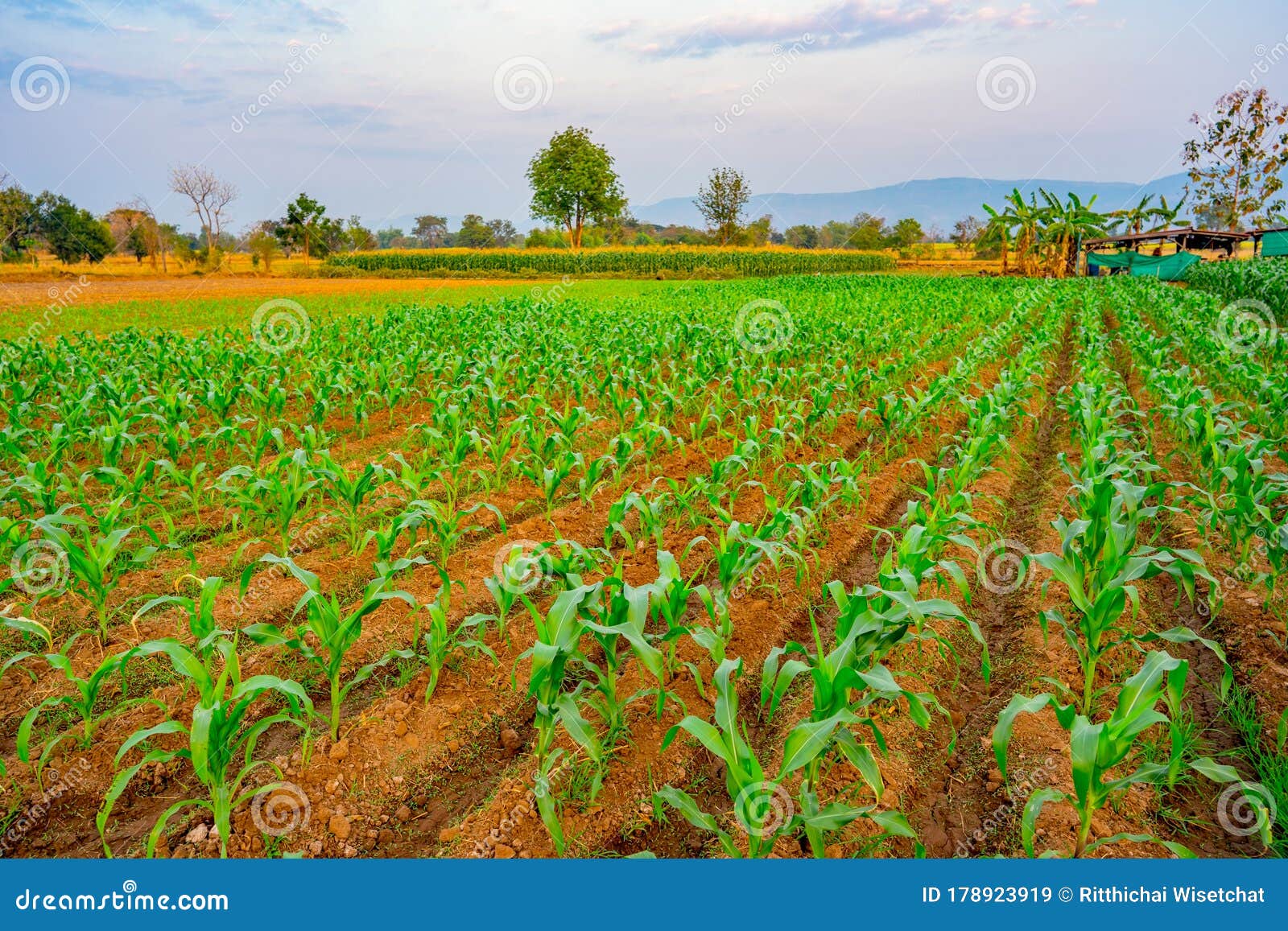 Organic Maize Farm or Corn Field Seeding and Plantign Agriculture Stock ... Organic Maize Farm or Corn Field Seeding and Plantign Agriculture Stock ...