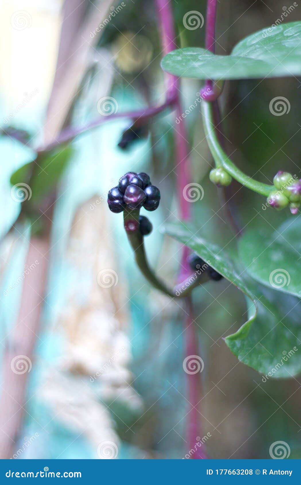 Organic Malabar Spinach Fruits in Black Stock Photo - Image of fruits ...