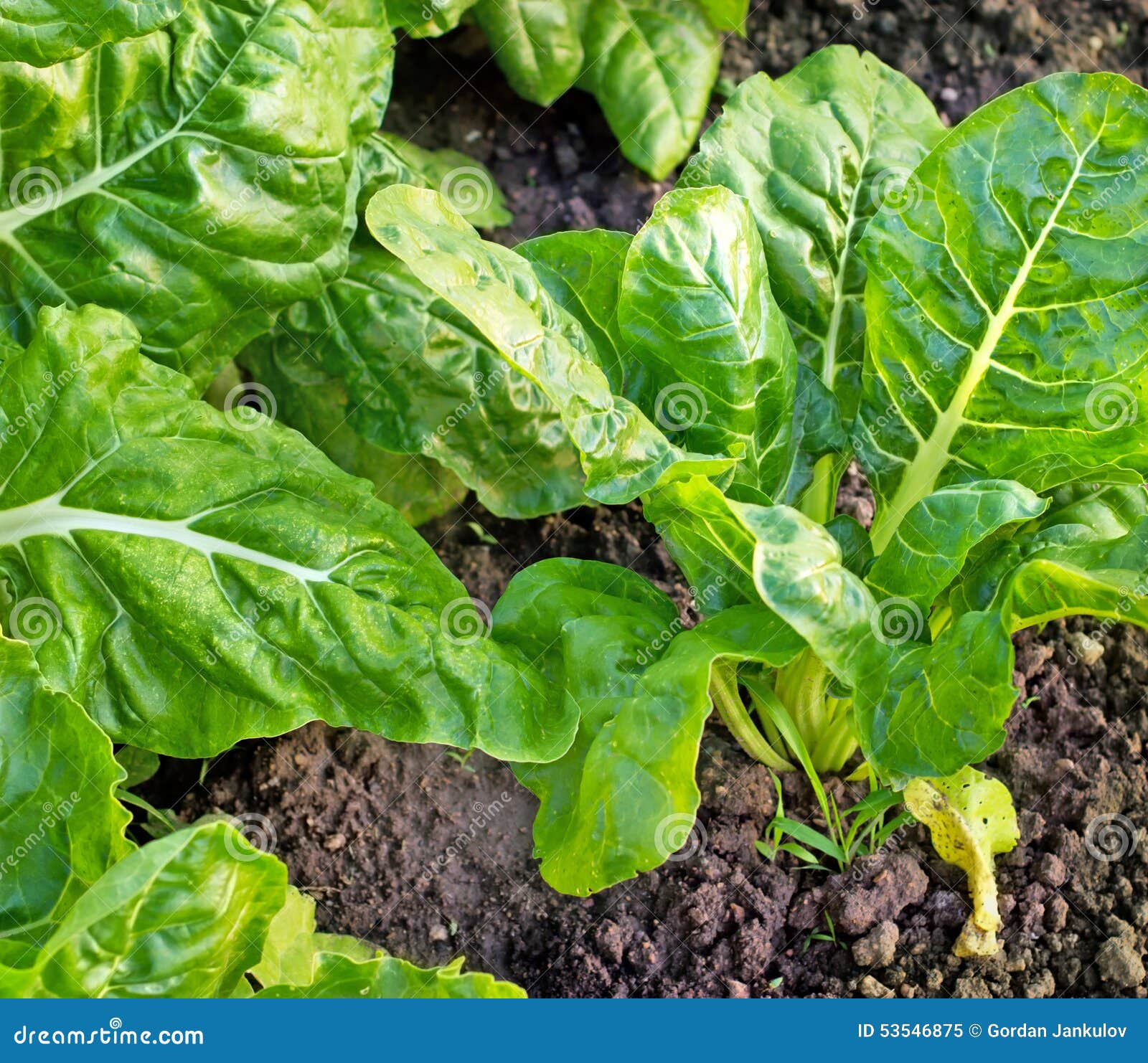 Mangol Stock Photos - Free & Royalty-Free Stock Photos from Dreamstime