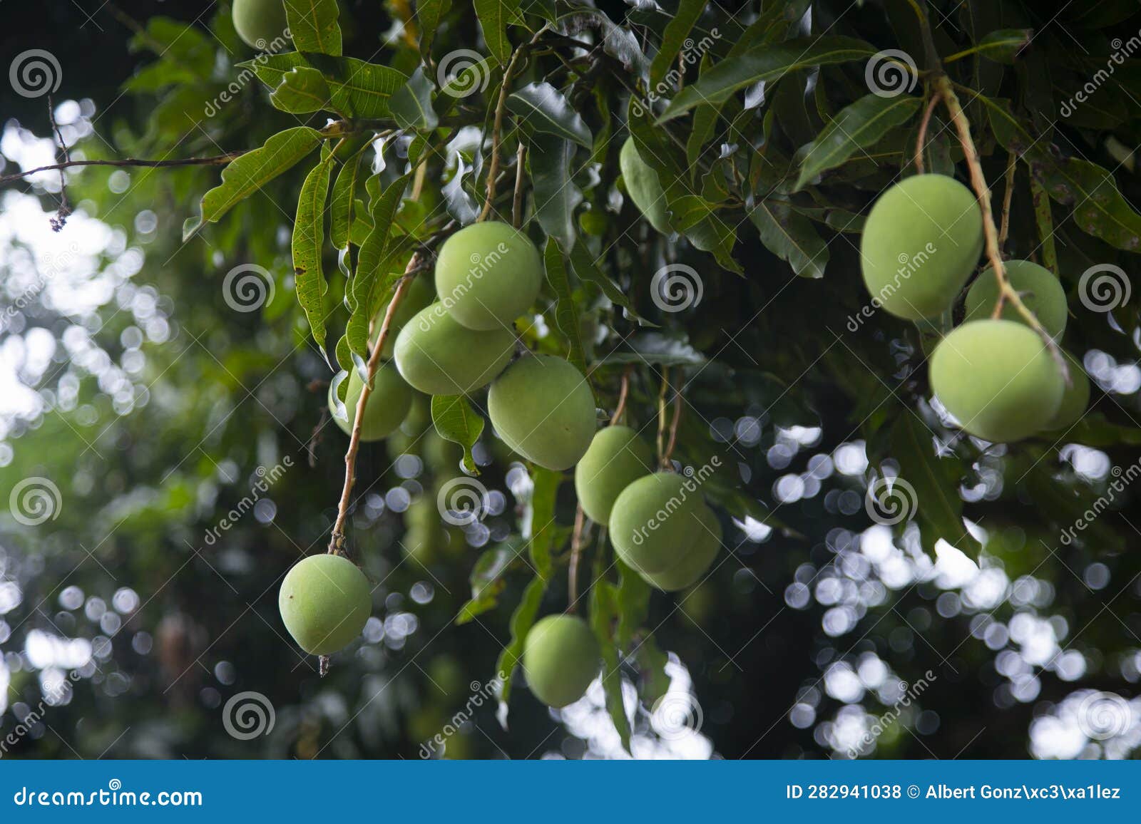 Organic Mango Plantation in the Peruvian Jungle. Stock Photo - Image of ...