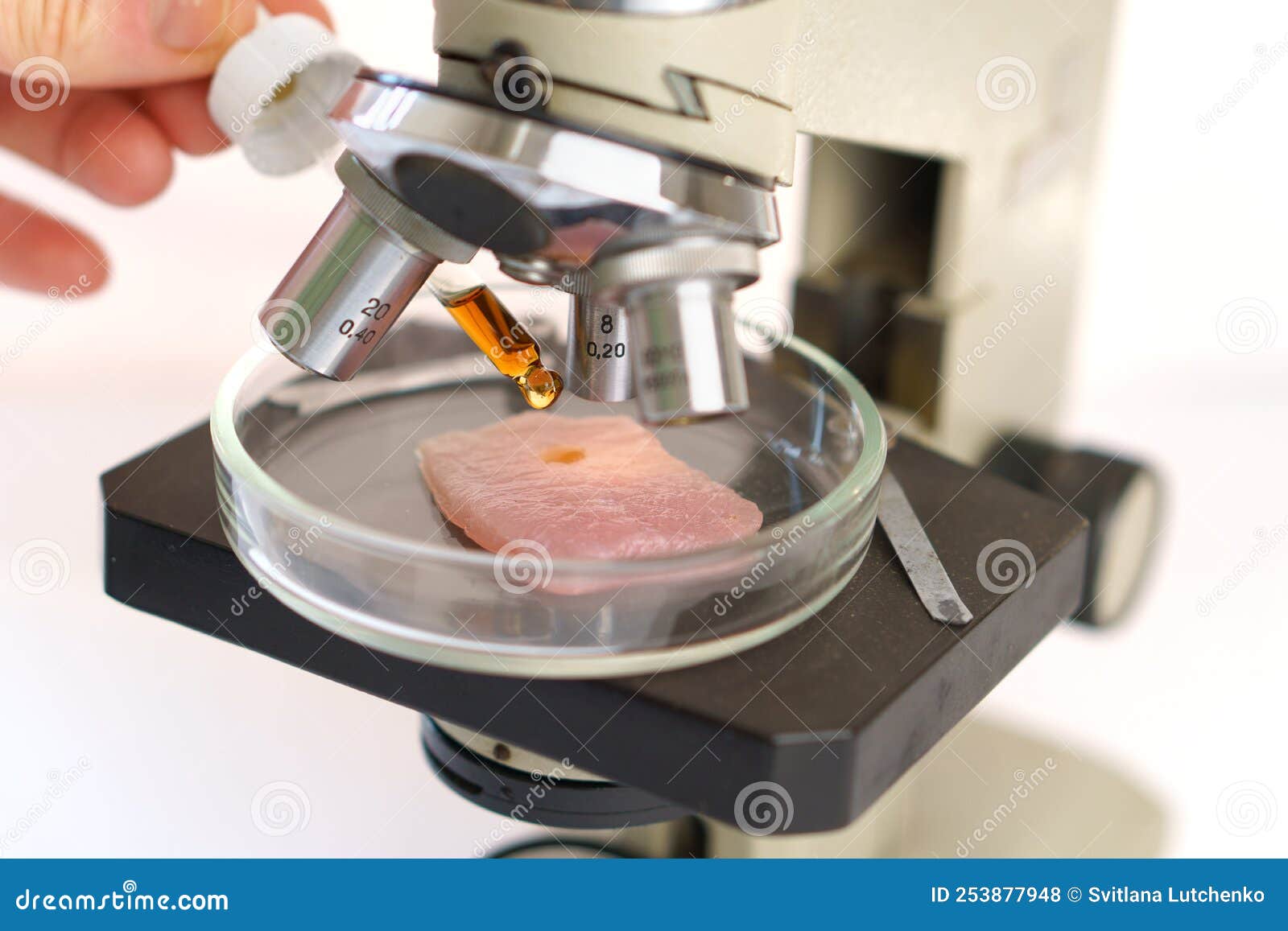 Organic Meat Under the Microscope. Drip the Solution from a Pipette ...