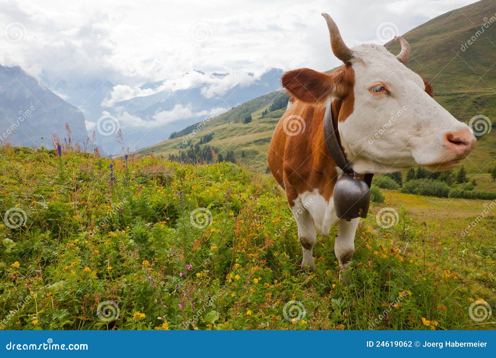 Organic Milk Cow in Alpine Meadow Stock Photo - Image of farming ...