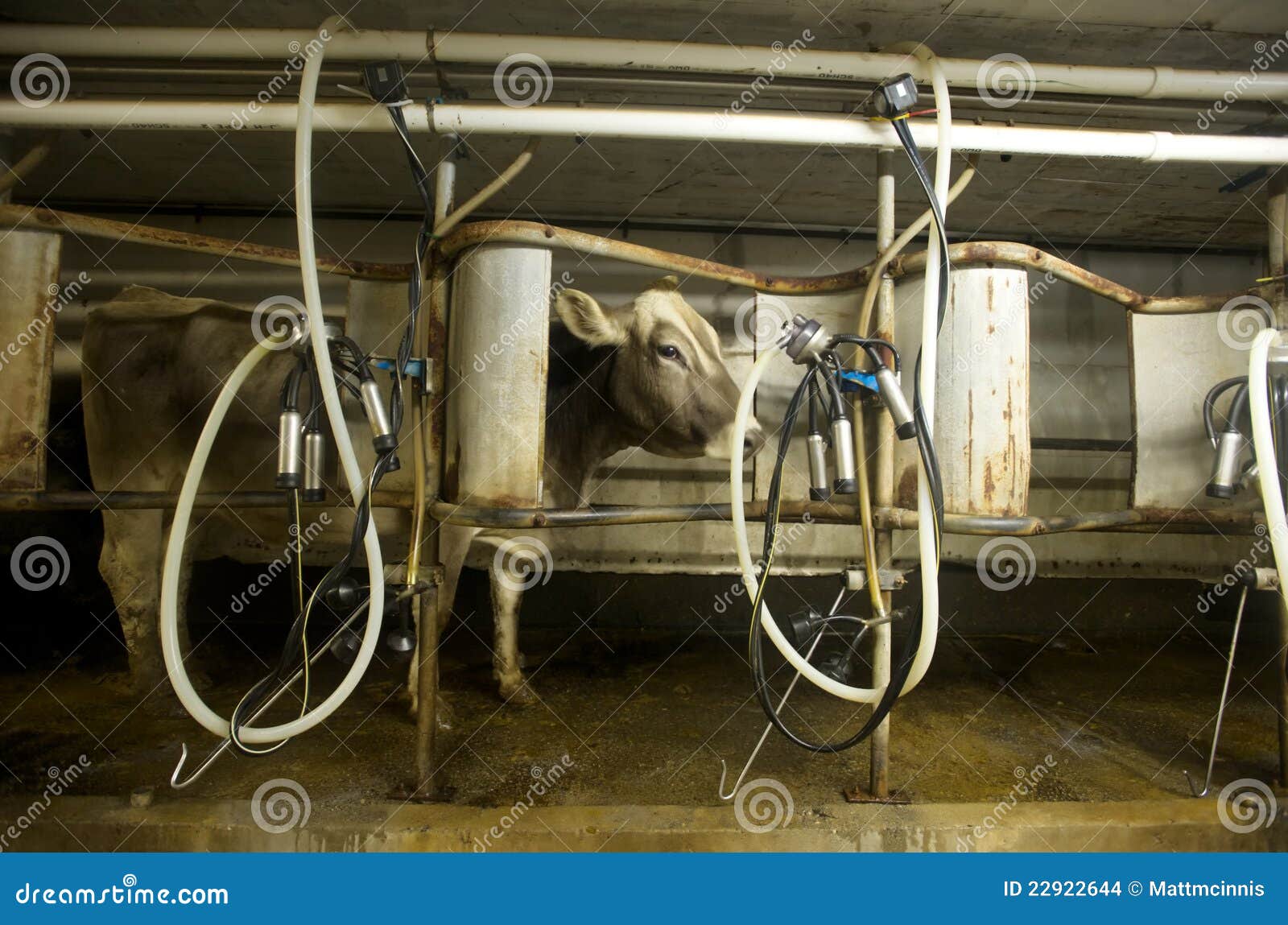 Organic Milking Parlor editorial stock image. Image of cheese - 22922644