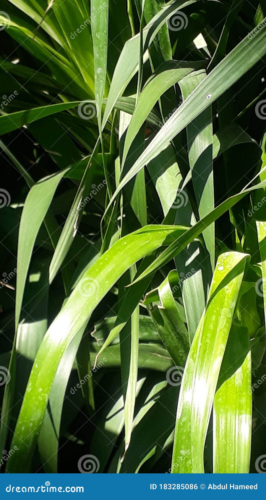 Organic mini palm trees stock photo. Image of food, plant - 183285086