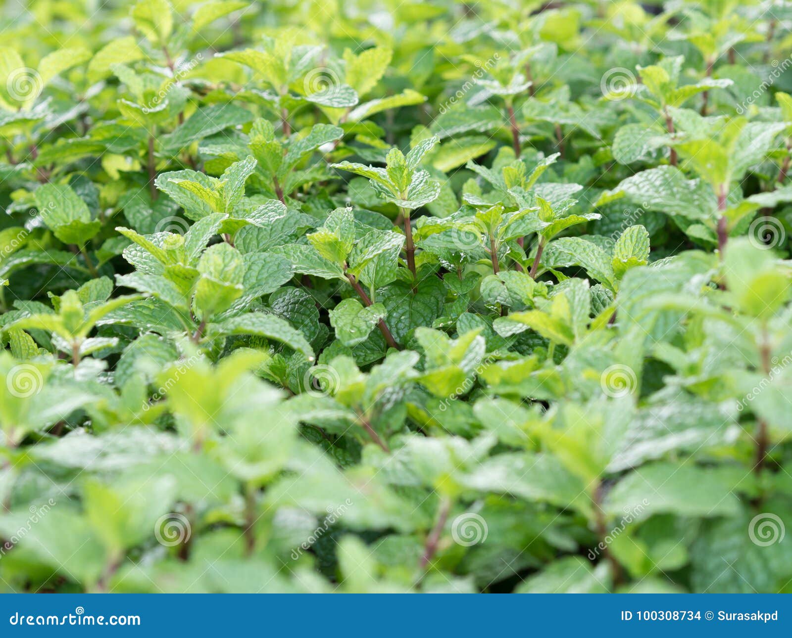 Organic Mint Growing in Vegetable Garden. Stock Photo - Image of ...