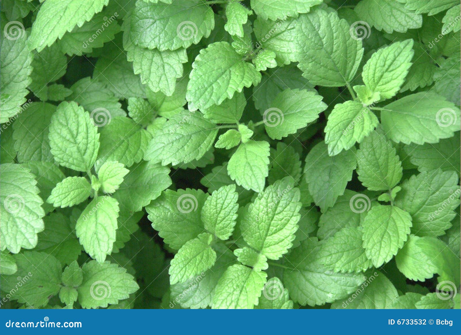 Organic mint (Mentha sp. ) stock photo. Image of family - 6733532