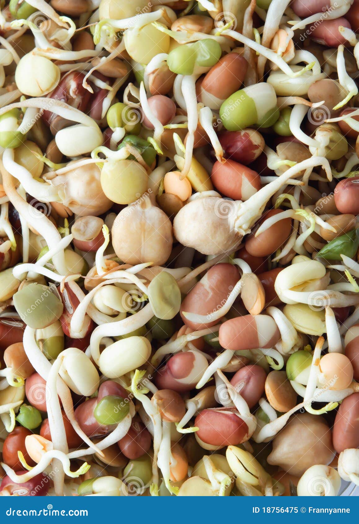 Organic Mixed Beansprouts stock image. Image of organic - 18756475