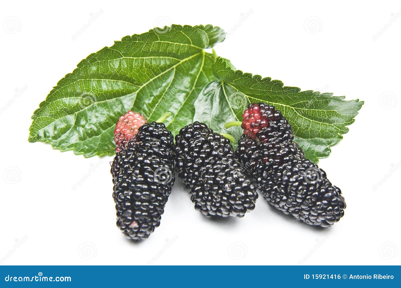 Organic Mulberry stock photo. Image of black, leaf, ripe - 15921416