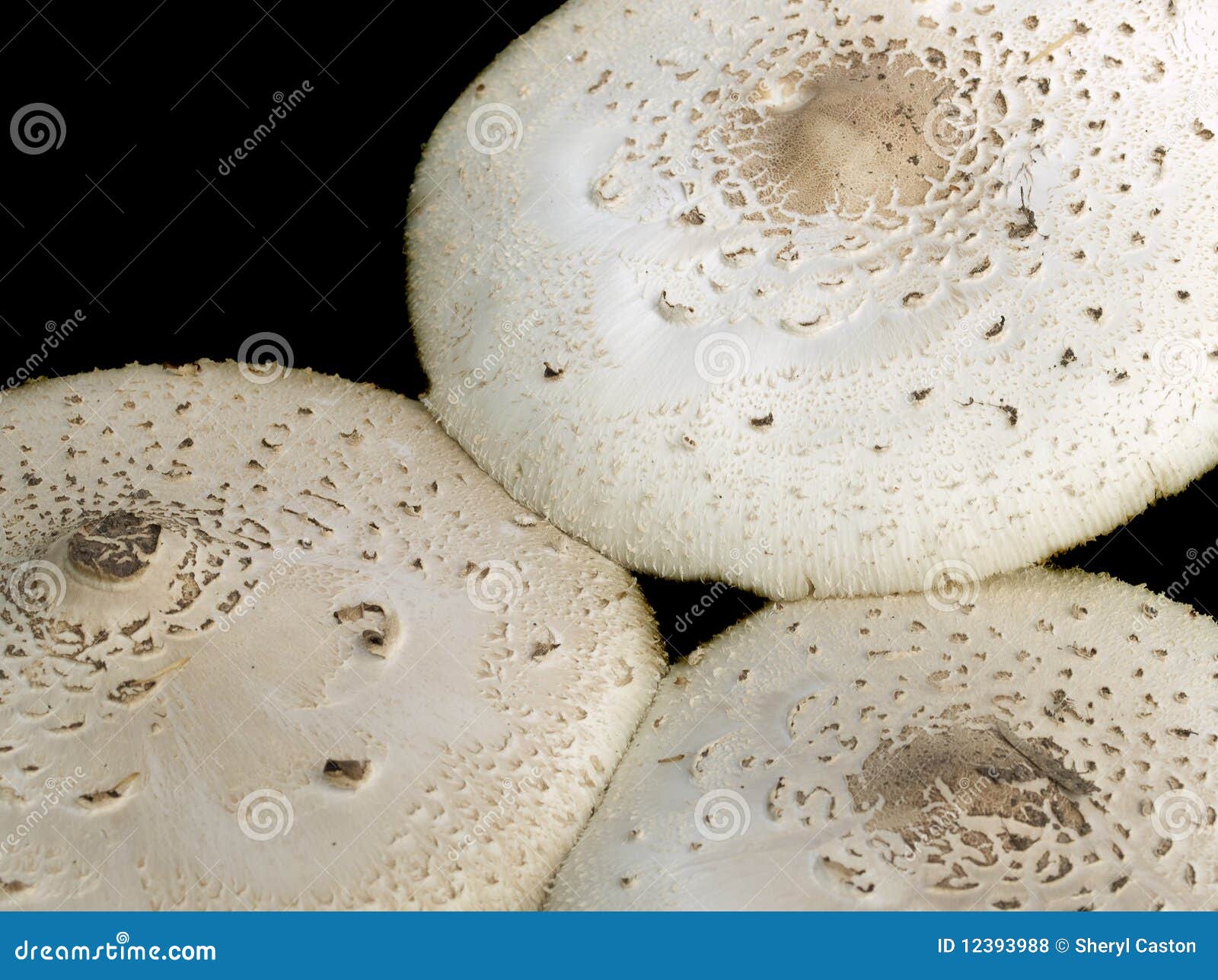 Organic Mushroom Caps Detail Stock Photo - Image of toadstool, three ...