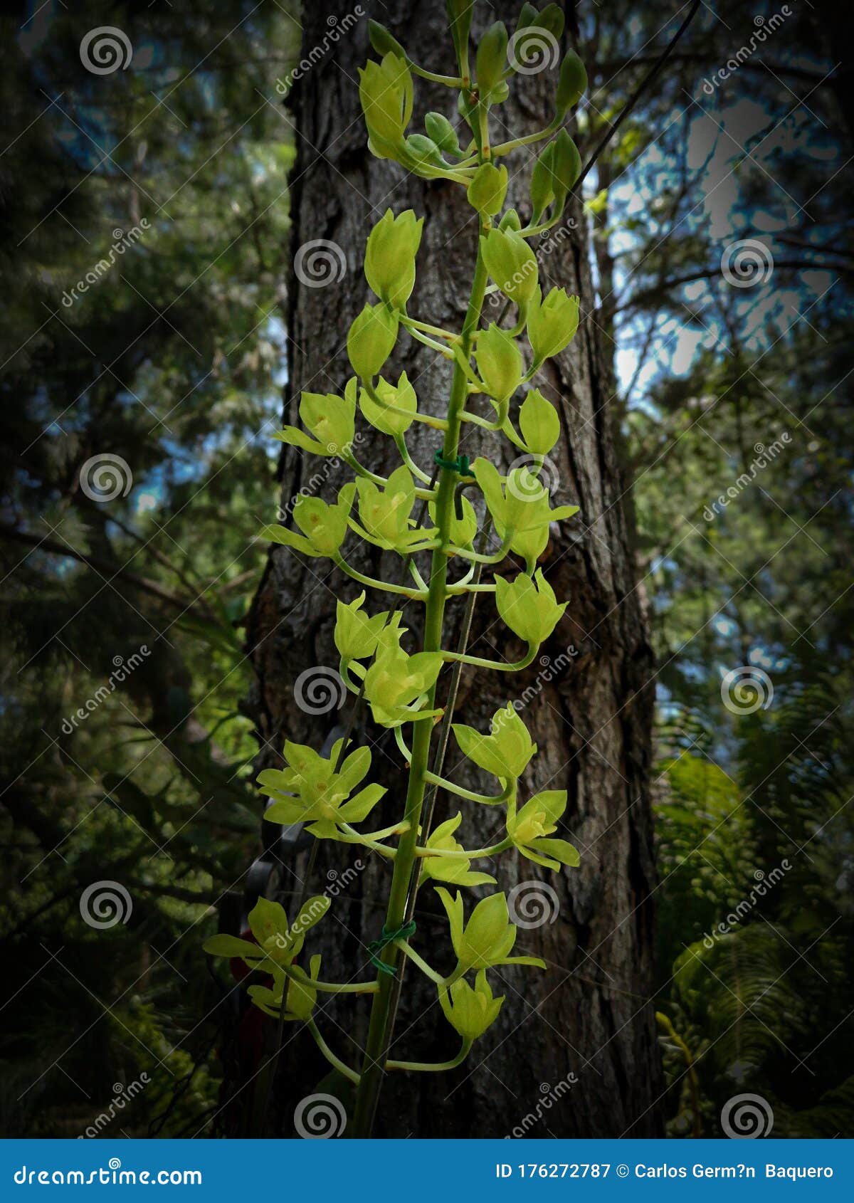 Organic Natural Cultivation Orchids Stock Image - Image of orchid ...