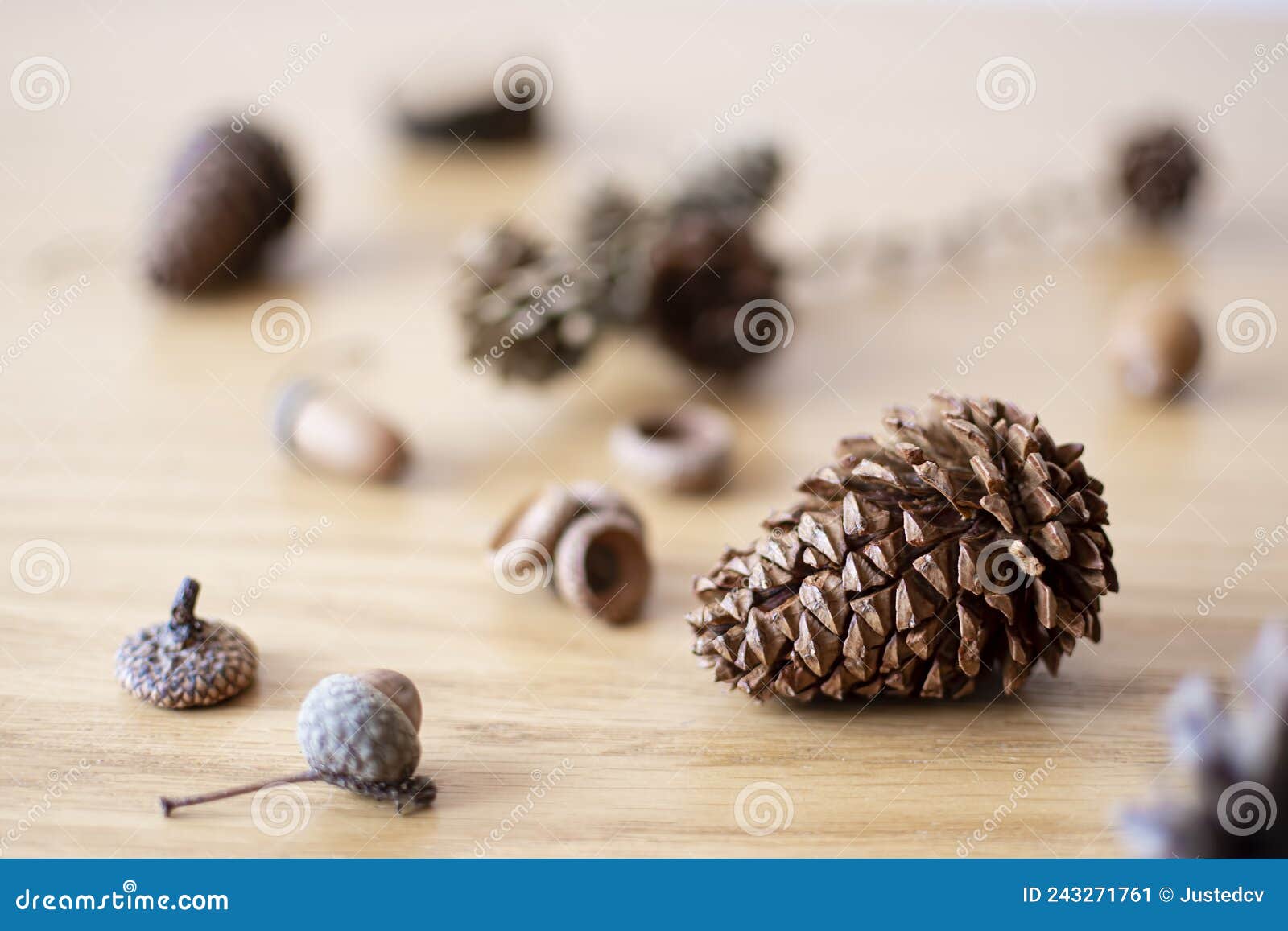 Organic Natural Objects from a Forest Stock Image - Image of evergreen ...