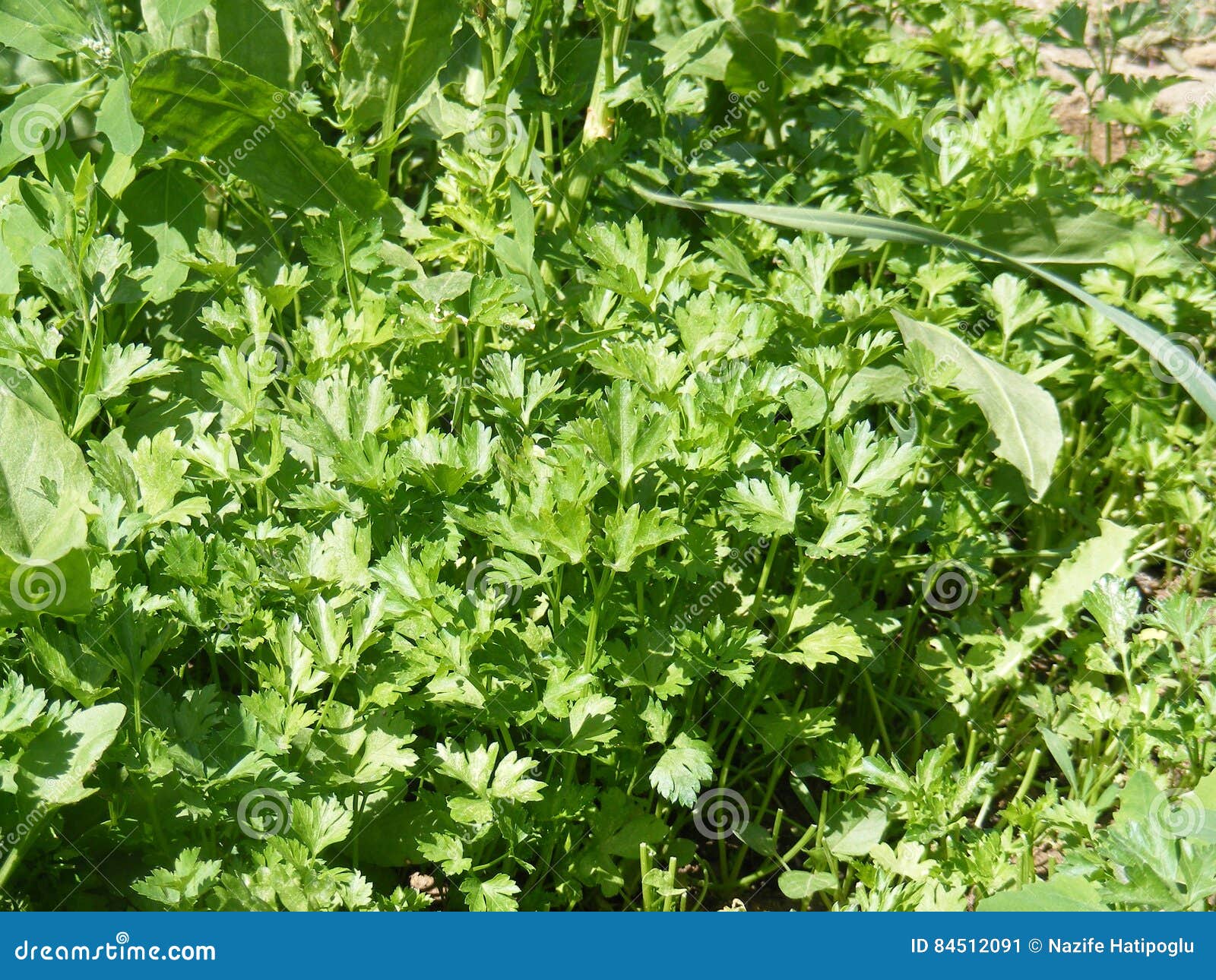 Organic and Natural Parsley Garden Stock Image - Image of ground ...