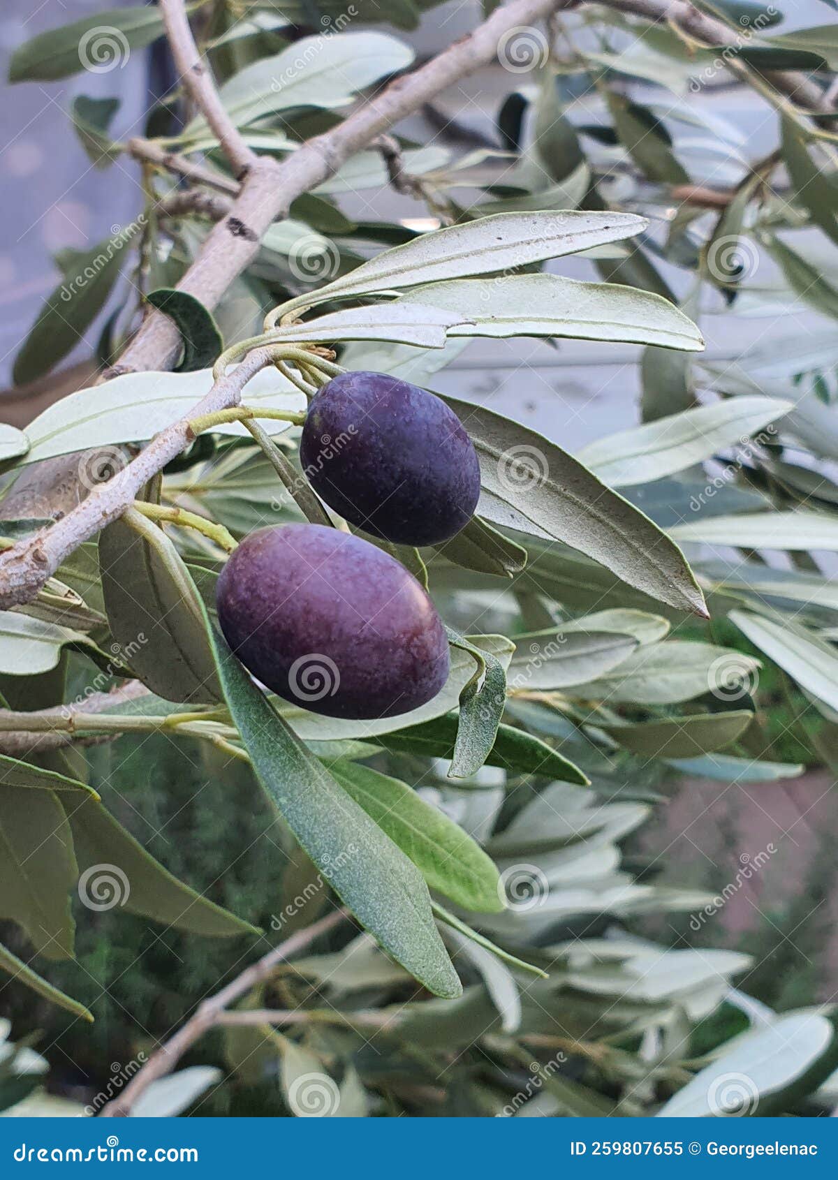Organic Olives of the Kalamon Kind Just Harvested Stock Image - Image ...