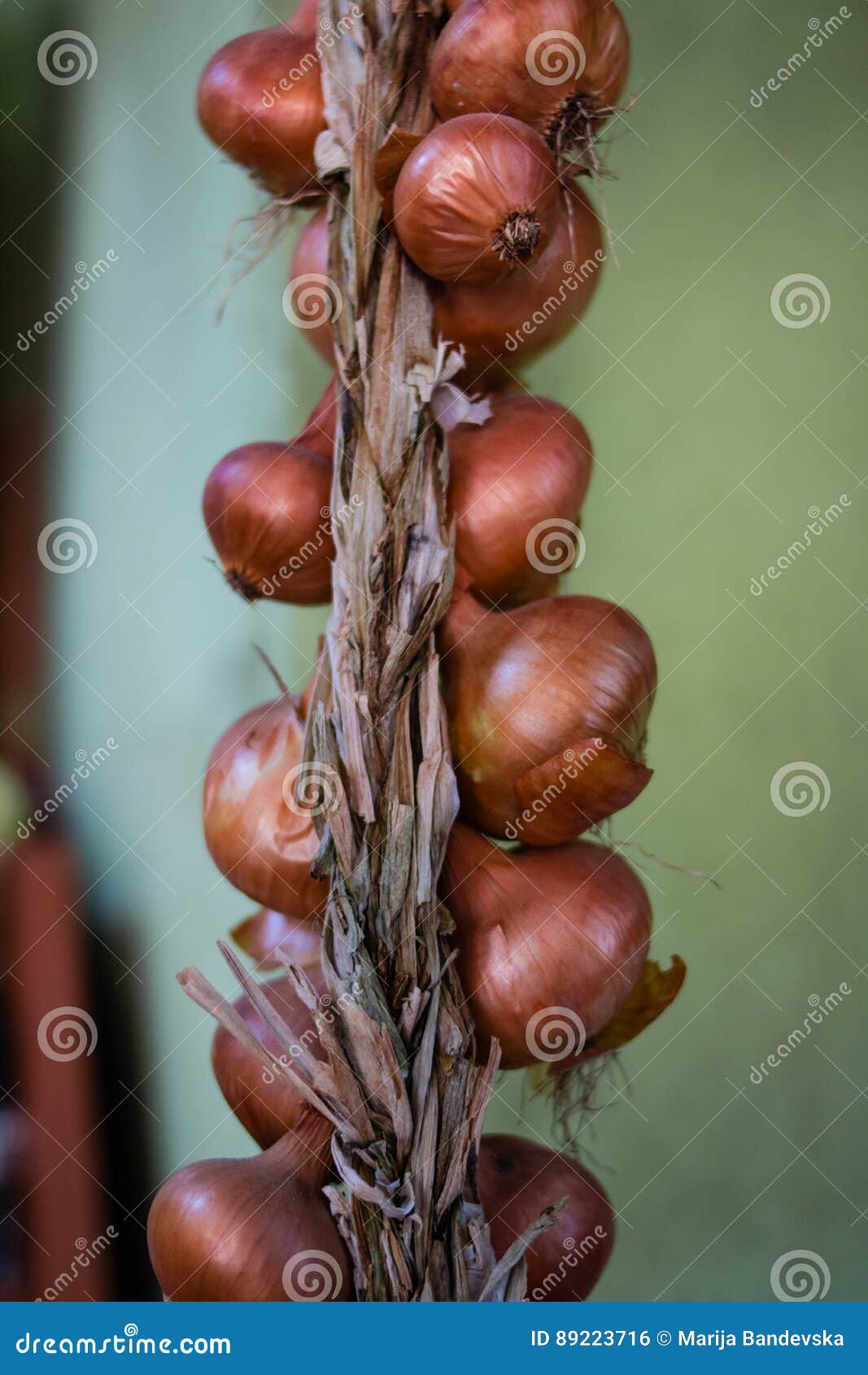 Organic Onion Bound Together Hanging on a String Stock Photo - Image of ...