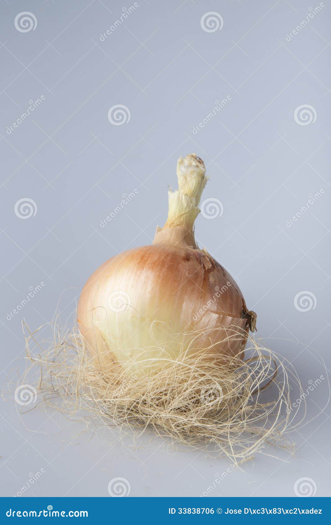 Organic Onion Nest stock photo. Image of fuentes, onion - 33838706