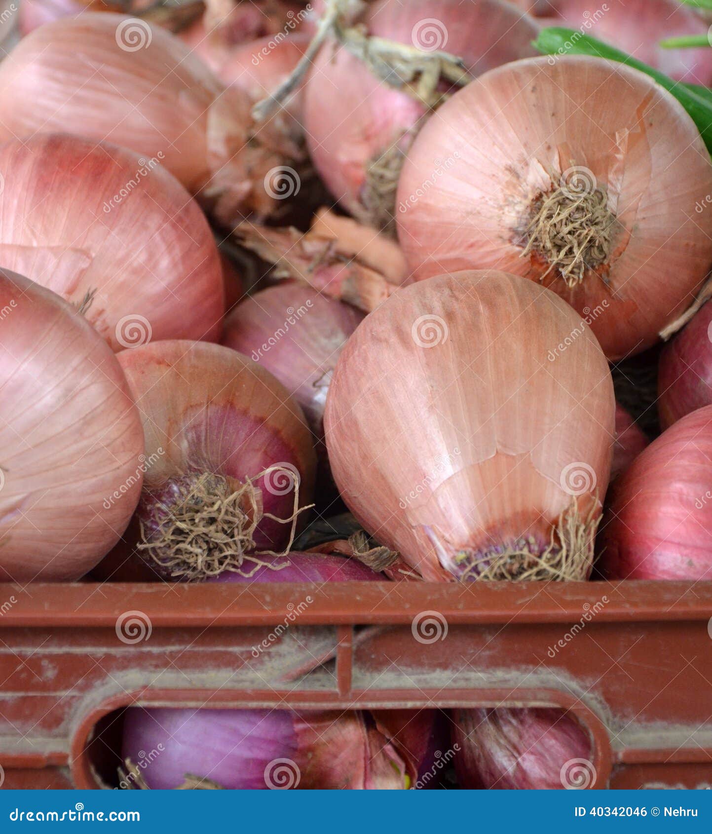 Organic onion stock photo. Image of veggie, closeup, organic - 40342046
