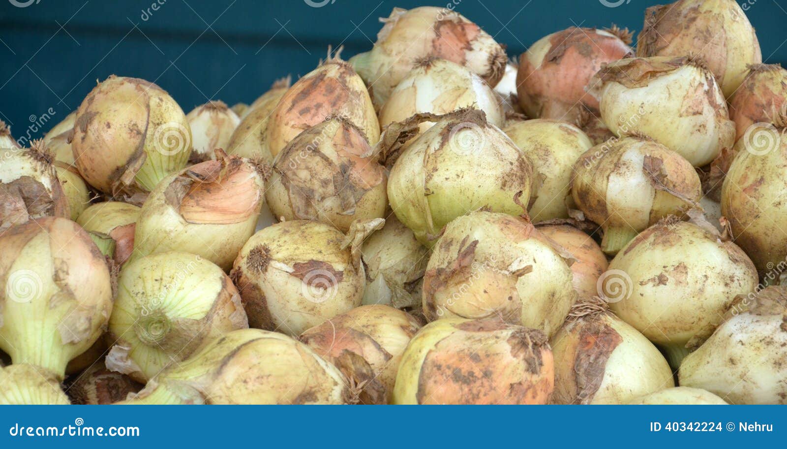 Organic onion stock photo. Image of growth, sell, farm - 40342224