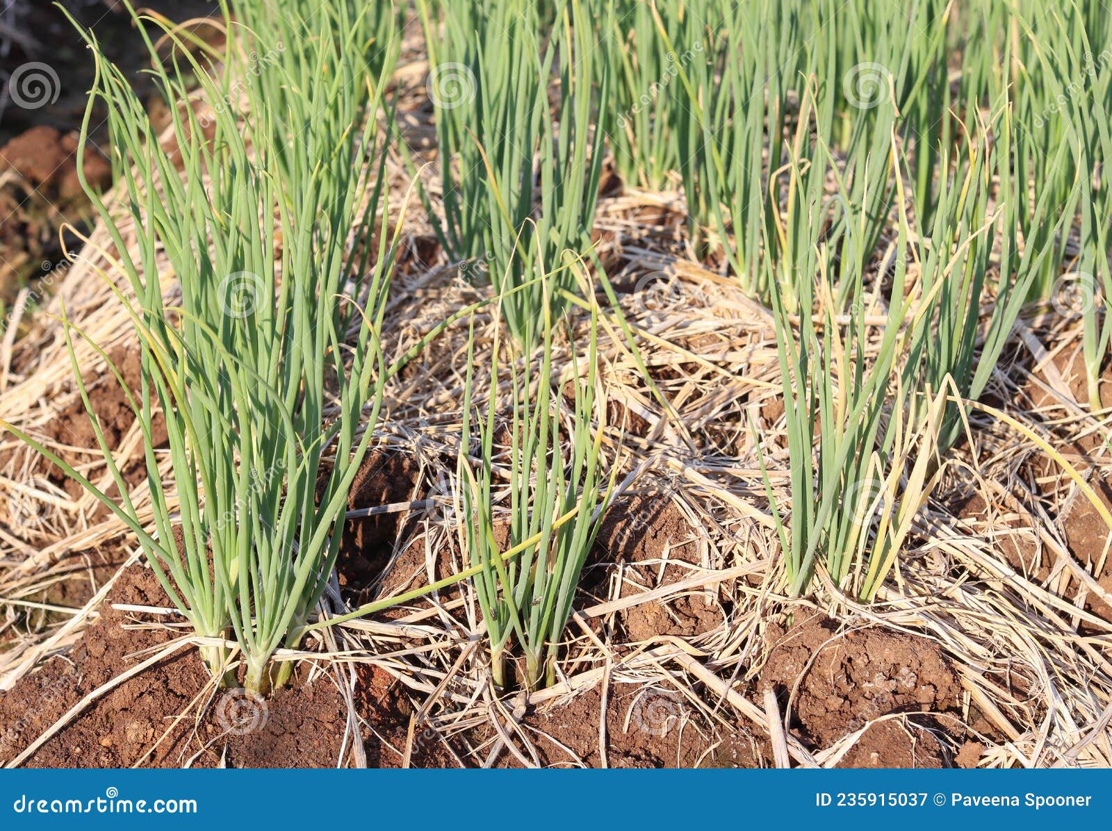 Organic Onion Plots in the Field, the Onions are Growing in the Evening ...