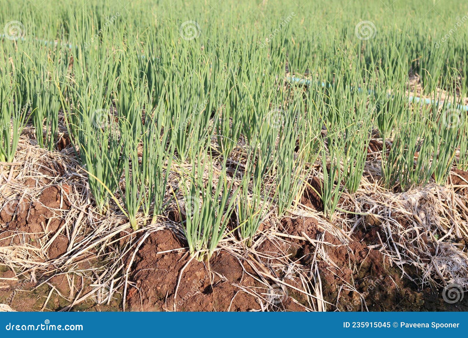Organic Onion Plots in the Field, the Onions are Growing in the Evening ...