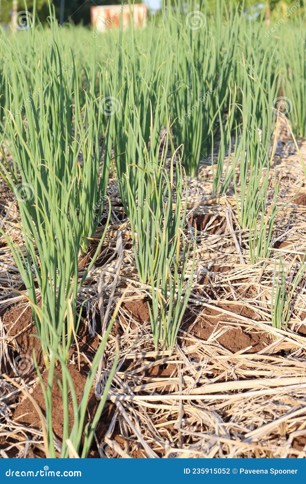 Organic Onion Plots in the Field, the Onions are Growing in the Evening ...