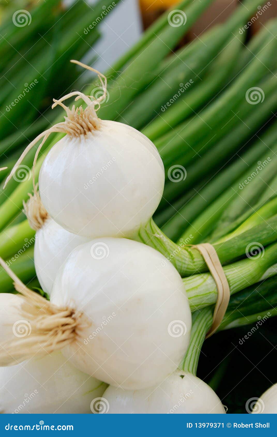Organic Onions stock image. Image of white, ready, eating - 13979371