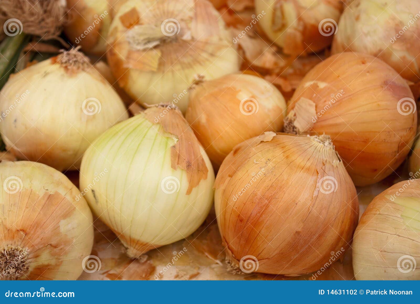 Organic Onions stock photo. Image of harvested, food - 14631102