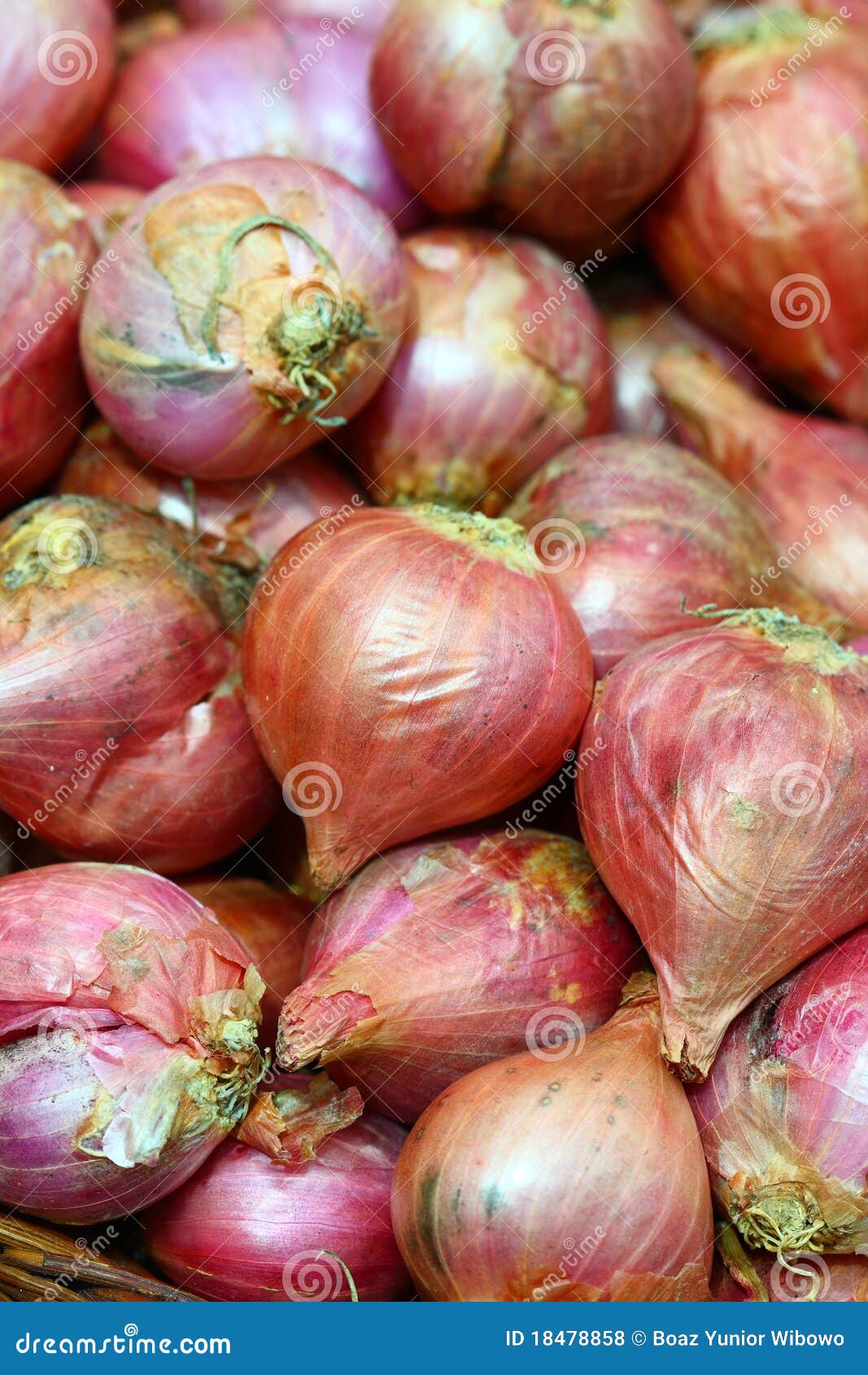 Organic onions stock photo. Image of still, ingredients - 18478858