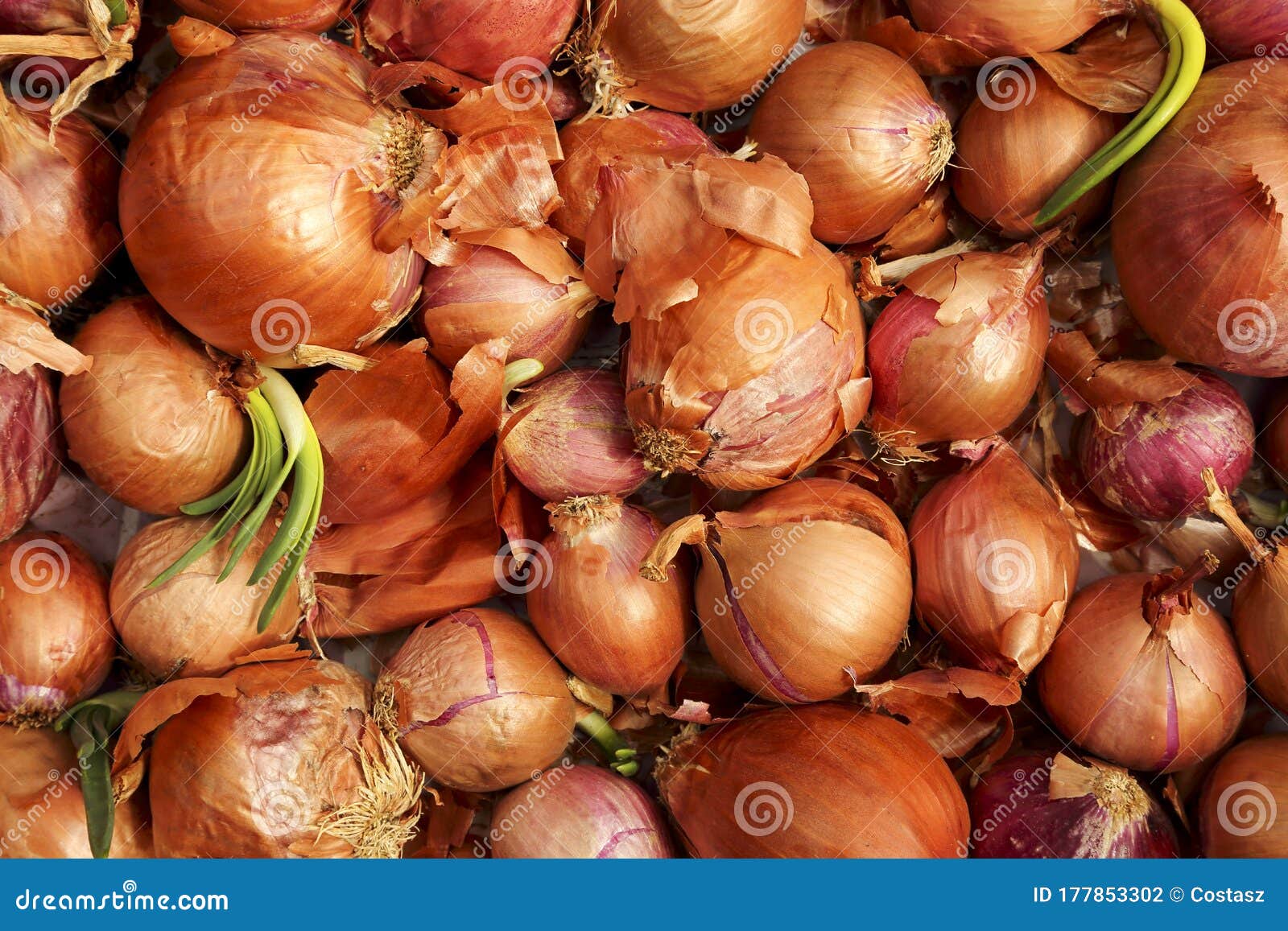 Organic onions stock photo. Image of group, root, agriculture - 177853302