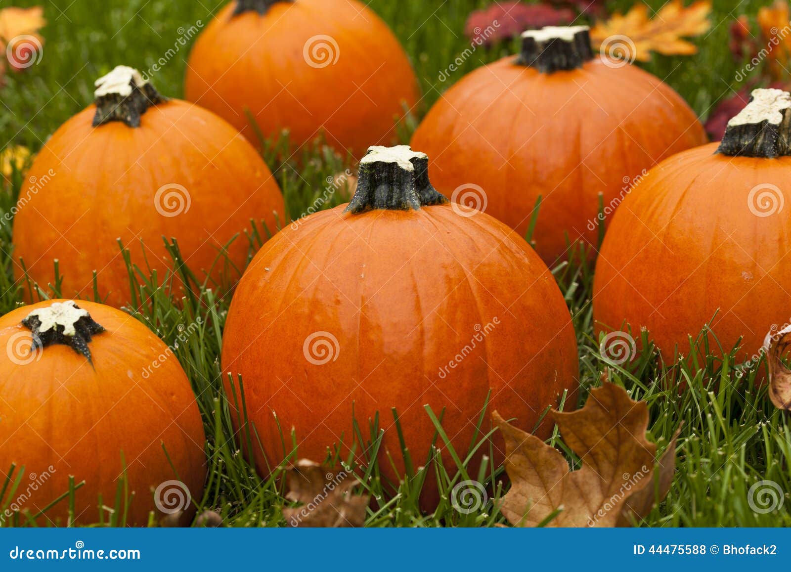 Organic Orange Pie Pumpkin stock photo. Image of orange - 44475588