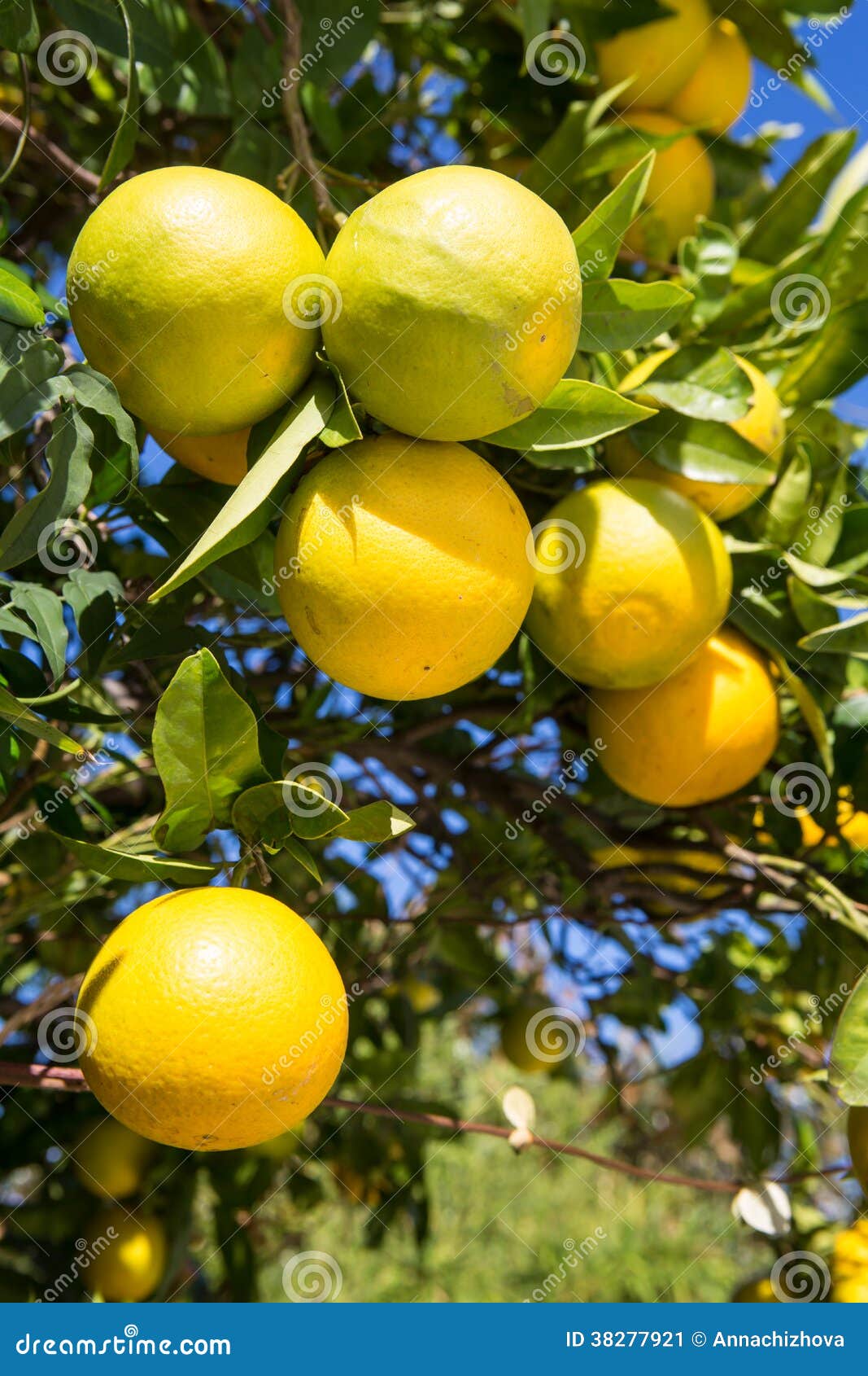 Organic orange tree. stock image. Image of garden, fruit - 38277921
