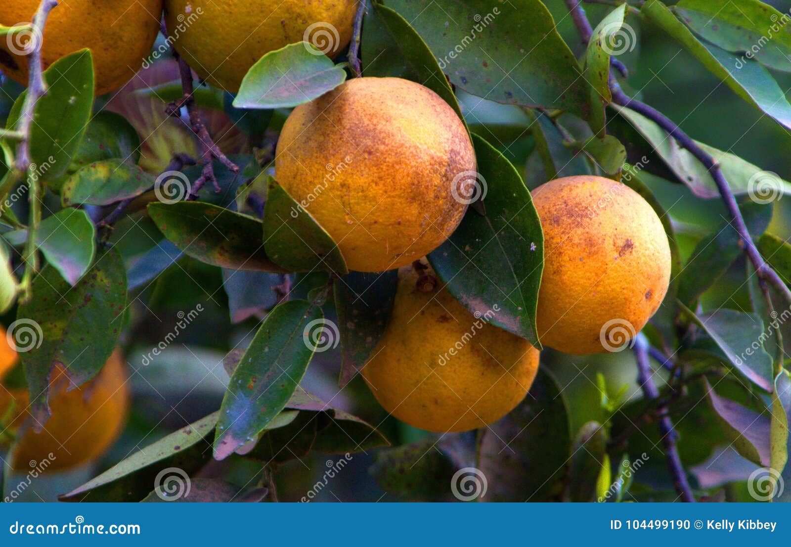 ORGANIC ORANGES on TREE stock photo. Image of ripe, tropical - 104499190