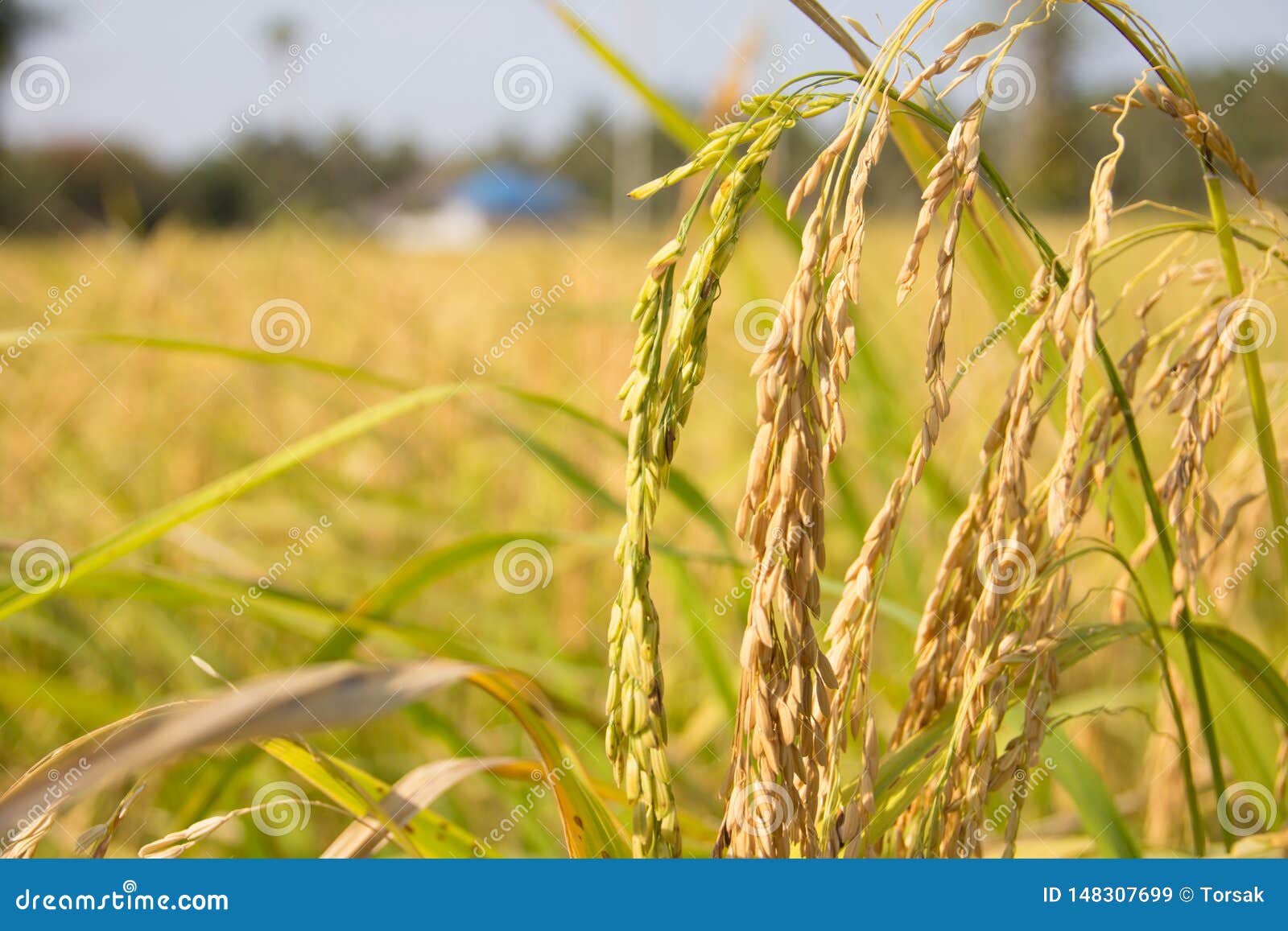 Organic paddy rice stock image. Image of culture, brown - 148307699