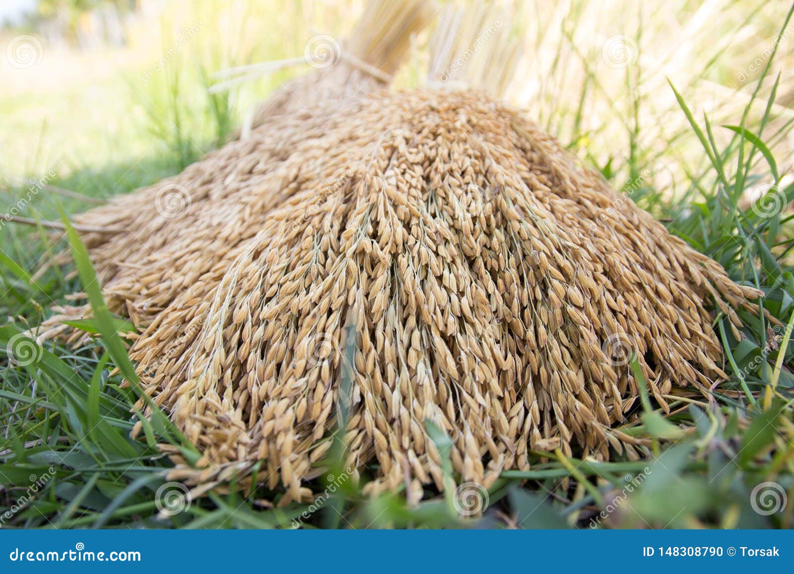 Organic paddy rice stock photo. Image of cereal, field - 148308790