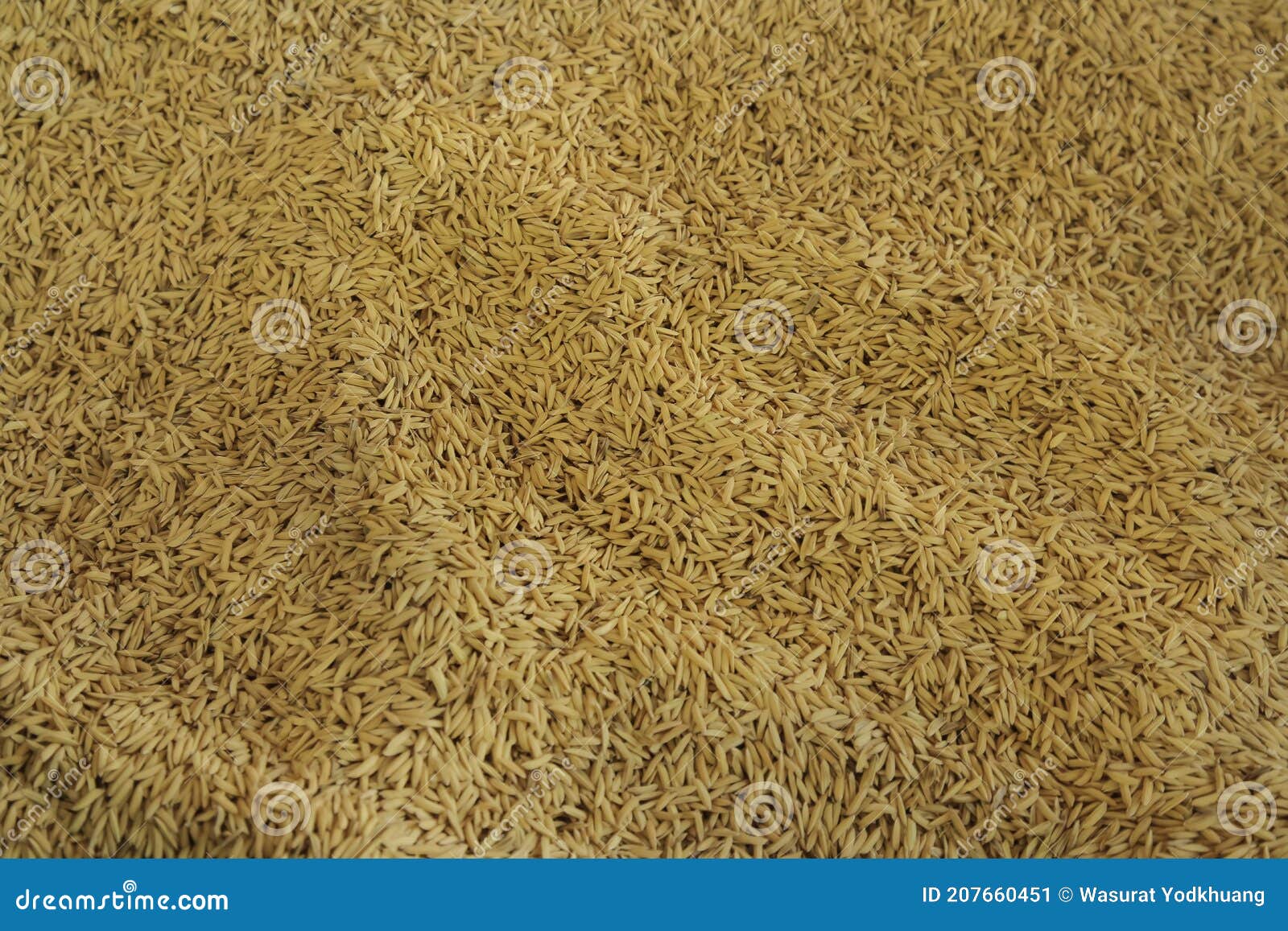 Organic Paddy Rice Paddy Rice In Fresh Market Thai Paddy Asia Paddy ...