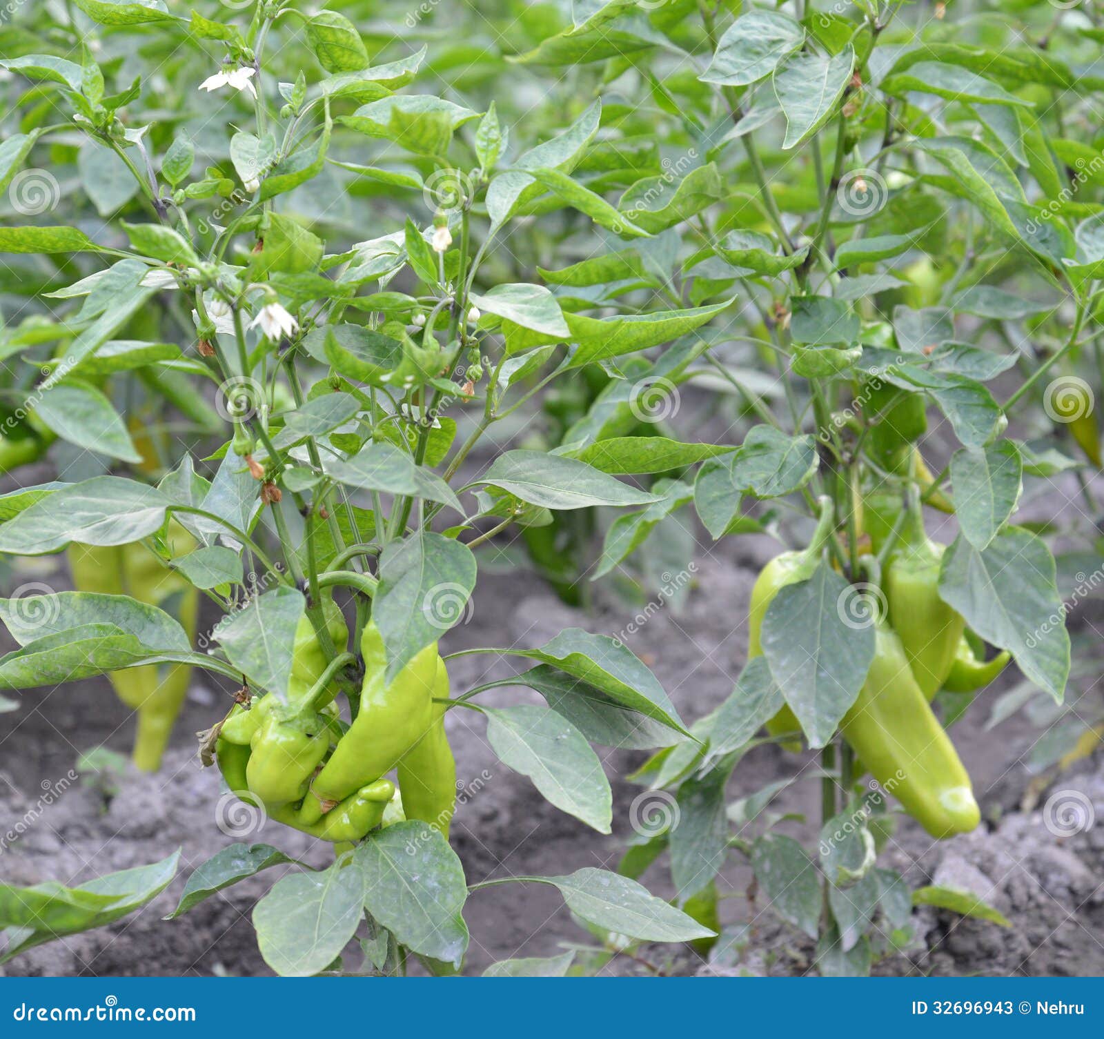 Organic paprika stock image. Image of farming, homegrown - 32696943