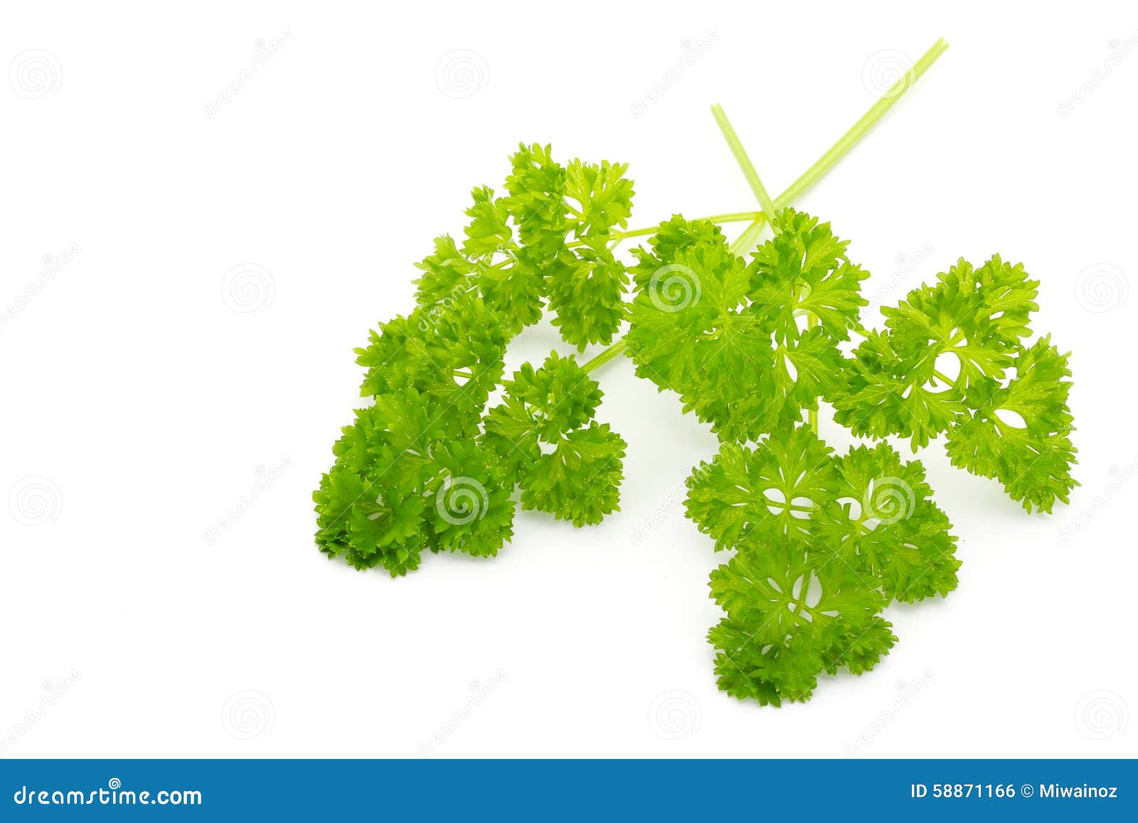 Organic Parsley stock photo. Image of tasty, agriculture - 58871166
