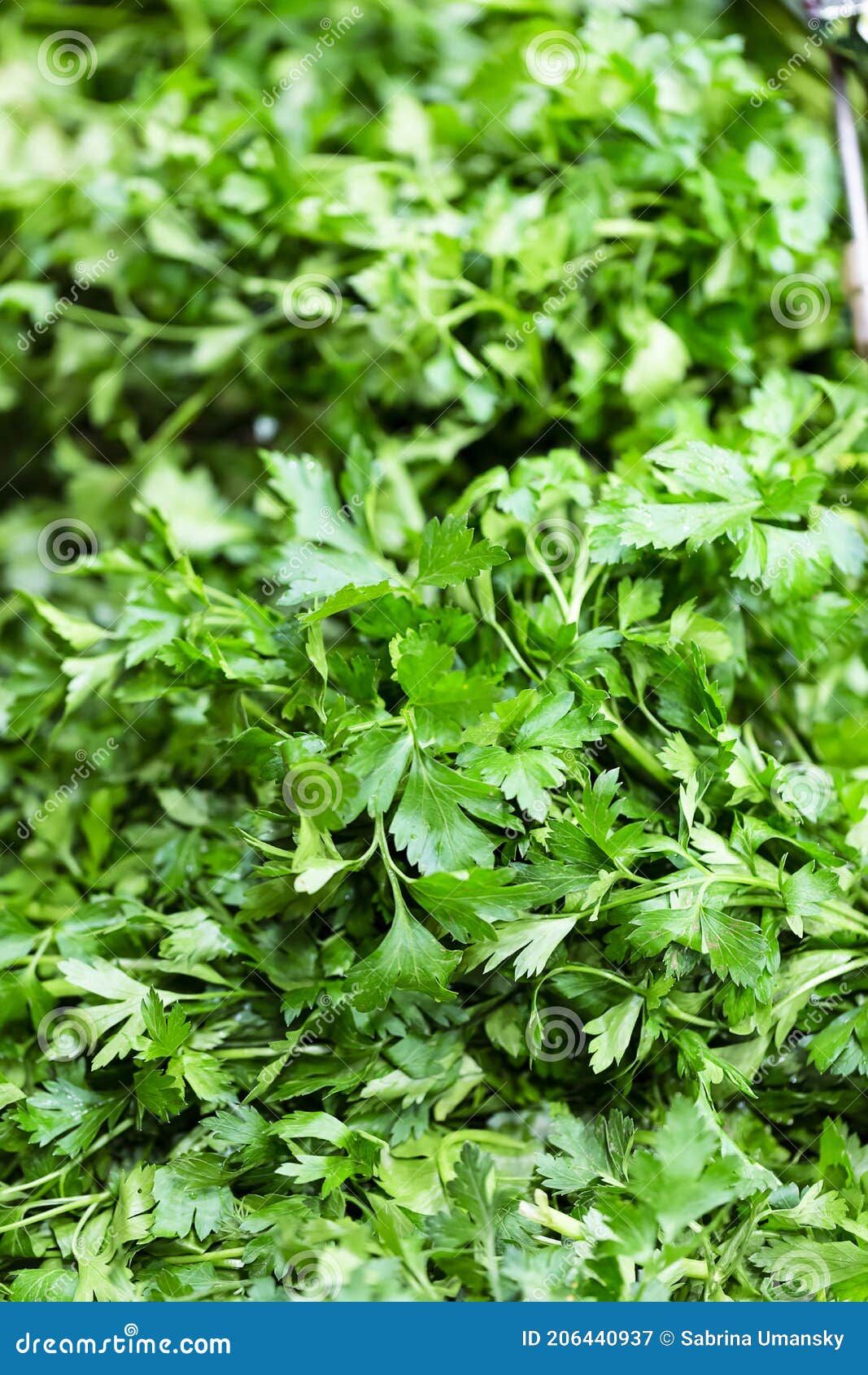 Organic Parsley. Fresh Parsley Stock Image - Image of leaf, leaving ...