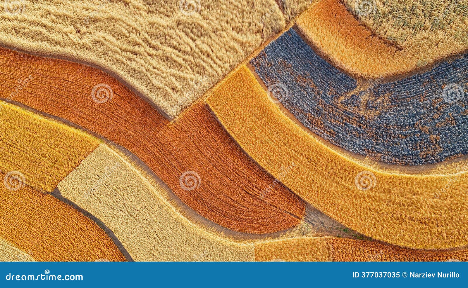 Crop Rows - Panorama Stock Image | CartoonDealer.com #53364793