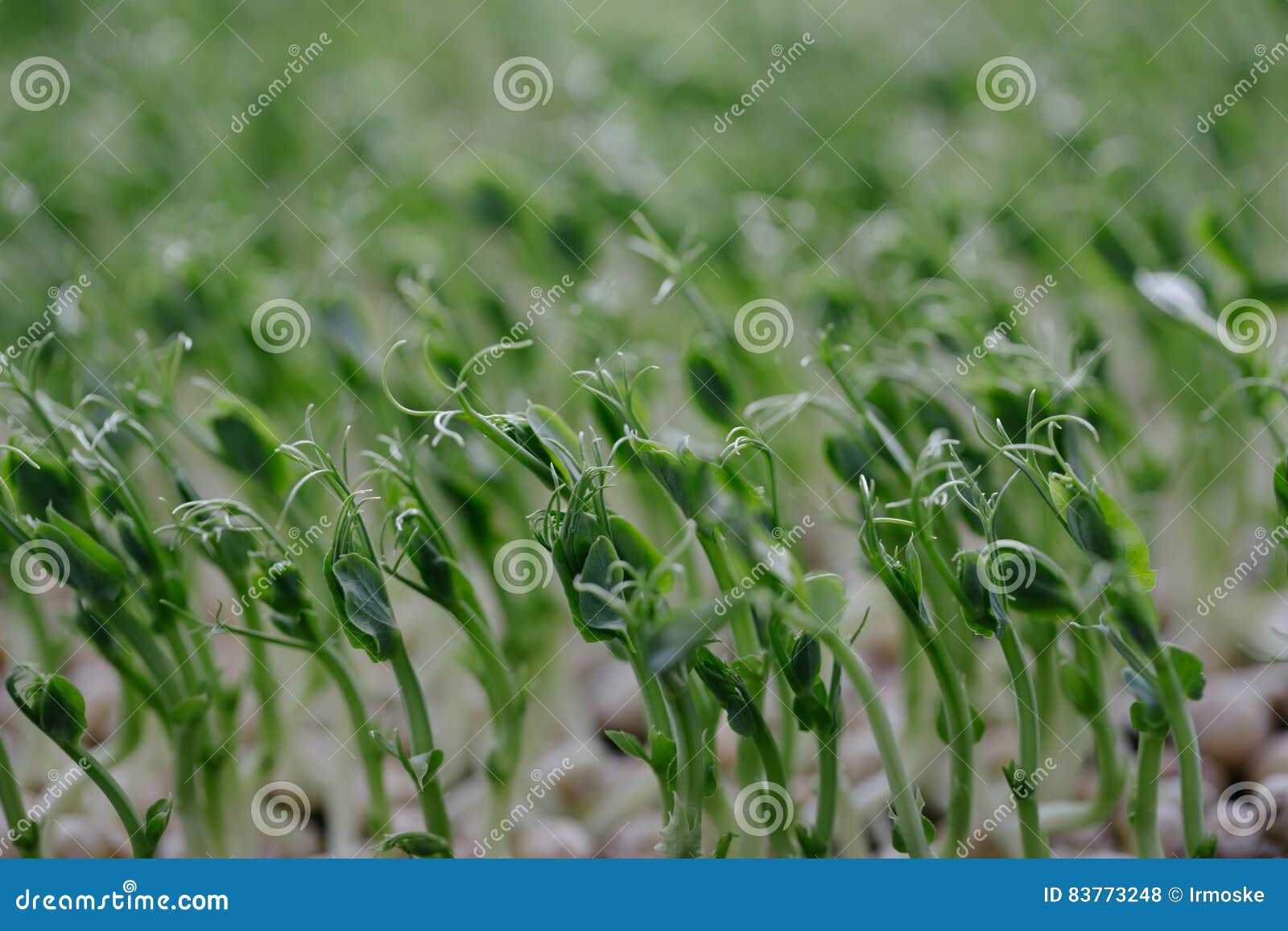 Organic pea sprouts grow stock photo. Image of home, dietary - 83773248