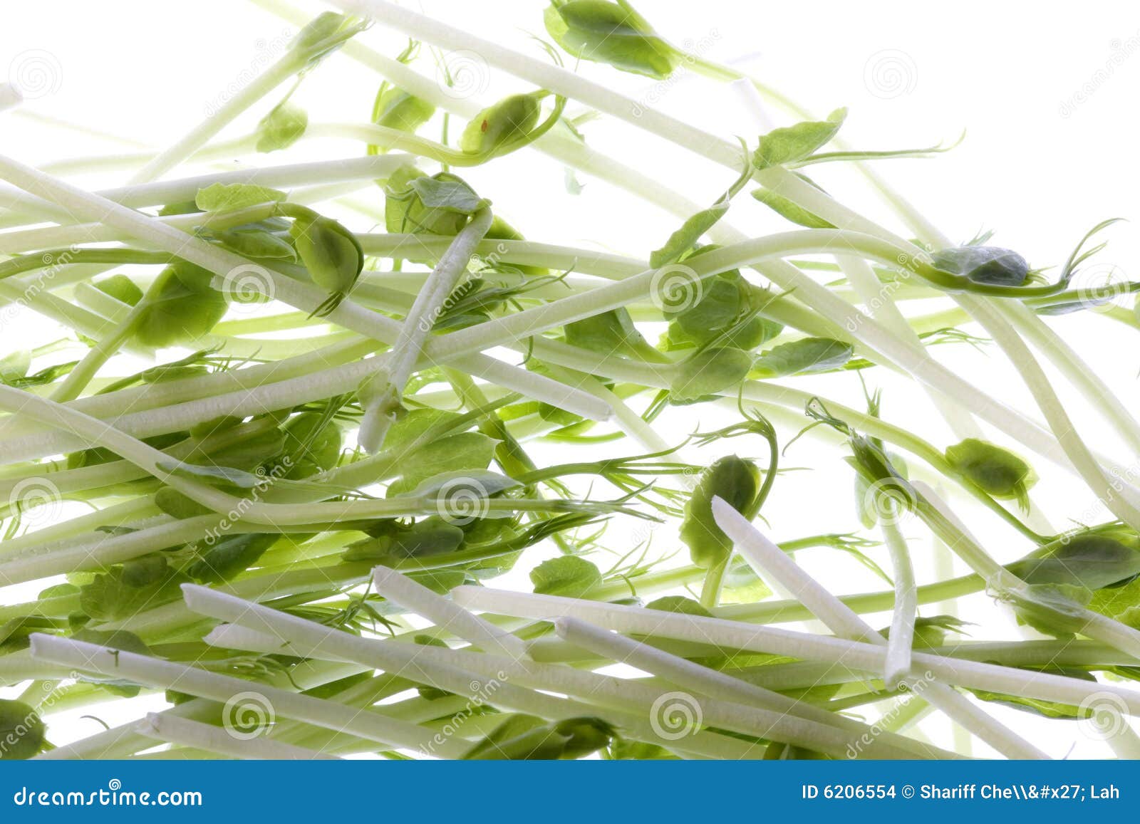 Organic Pea Sprouts Isolated Stock Photo - Image of produce, vegetables ...