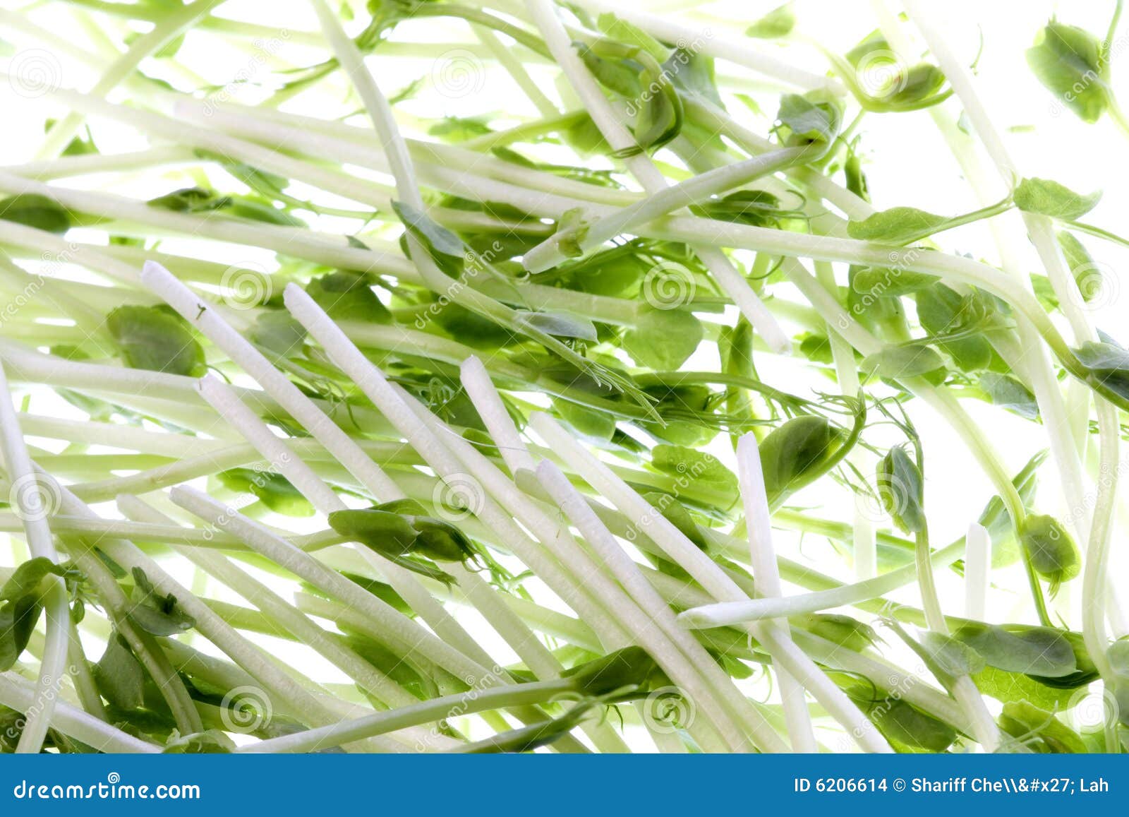 Organic Pea Sprouts Isolated Stock Photo - Image of nature, vegetable ...