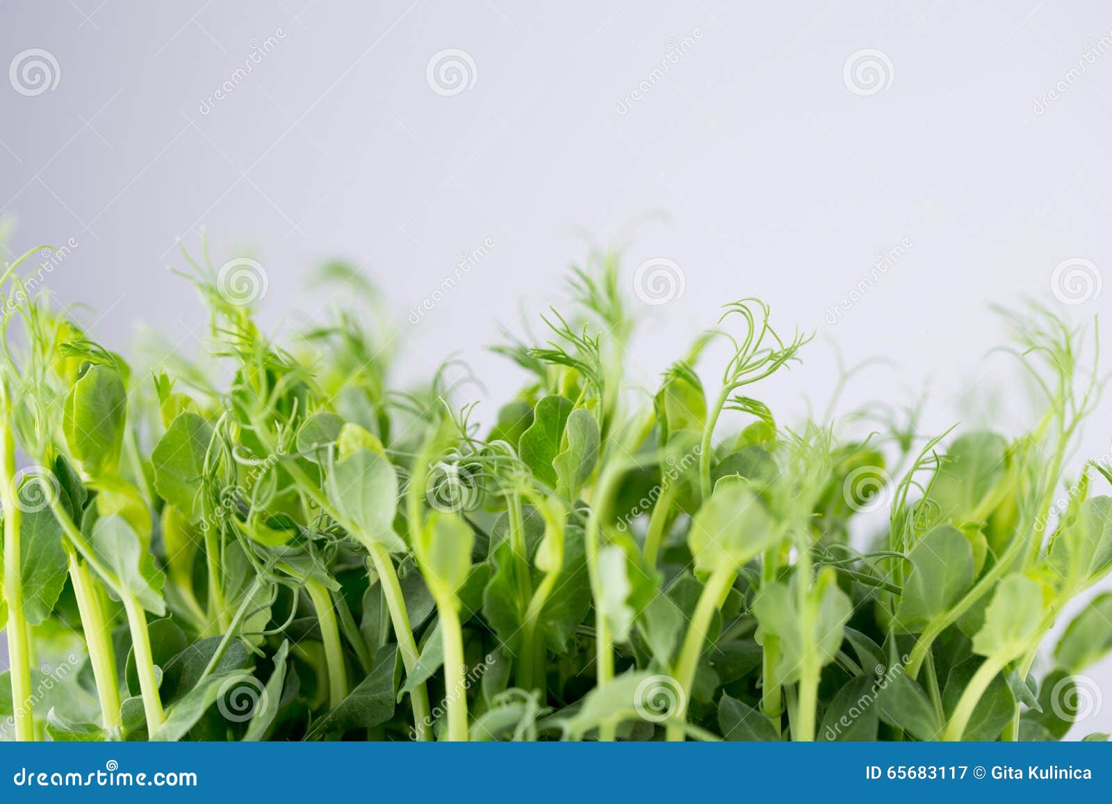 Organic Pea Sprouts in White Background. Stock Image - Image of leave ...