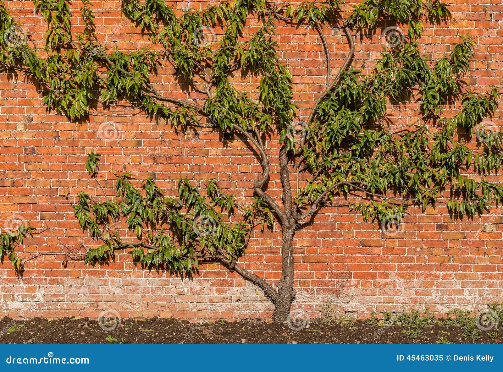 Organic Peach Tree on Brick Wall Stock Image - Image of produce, wall ...