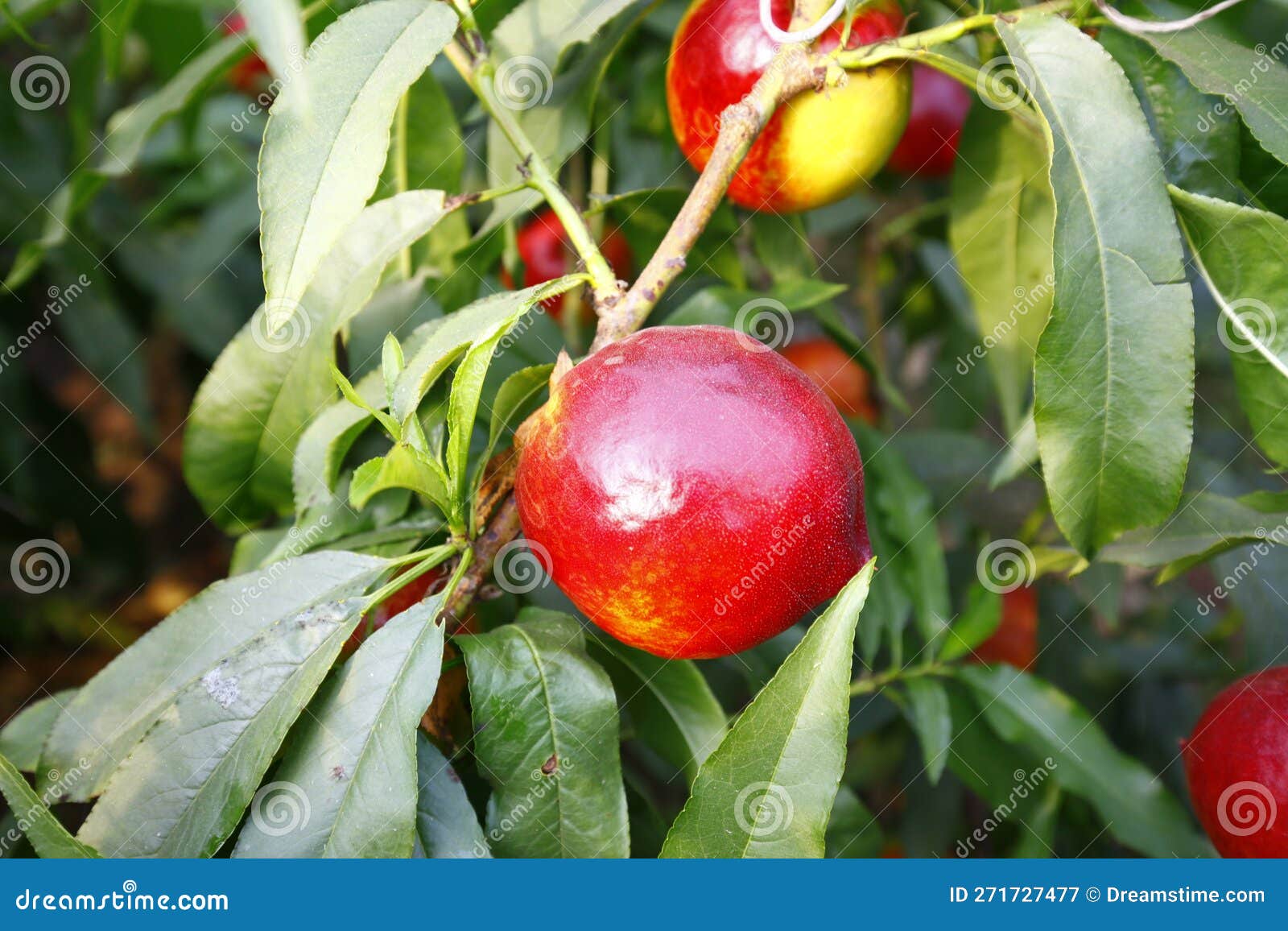 Organic Peaches on Tree Branch Stock Image - Image of natural, tree ...