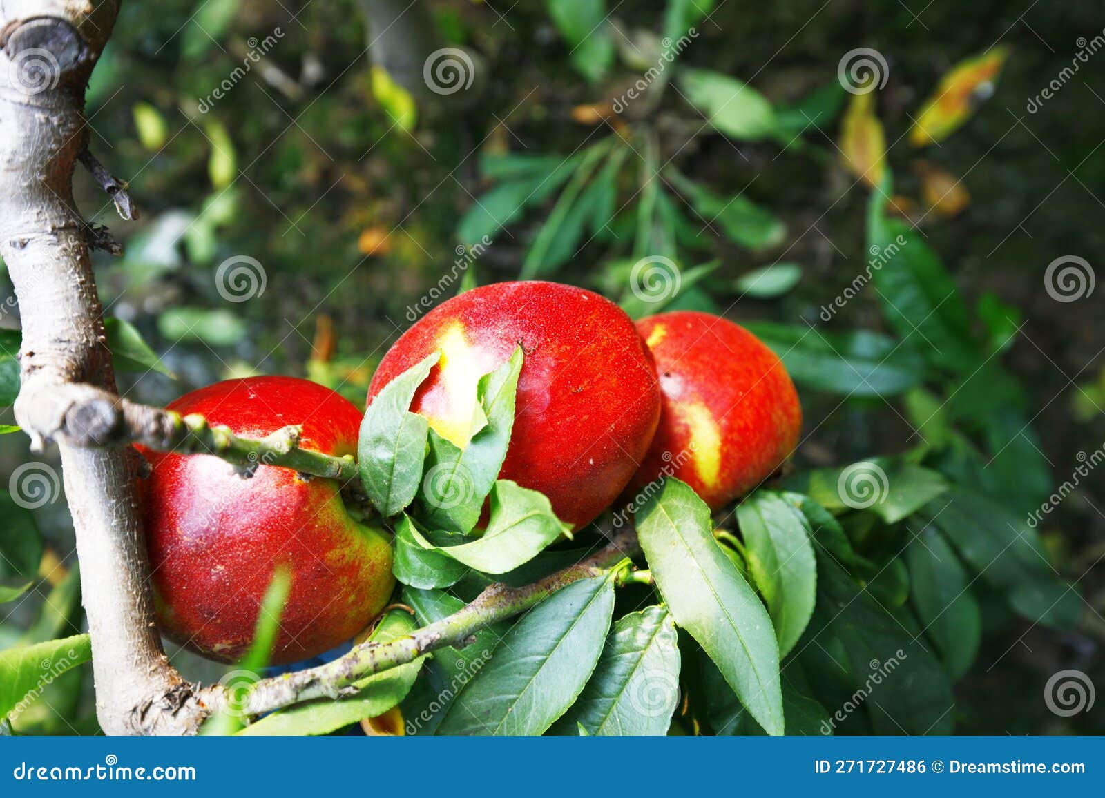 Organic Peaches on Tree Branch Stock Photo - Image of agriculture ...