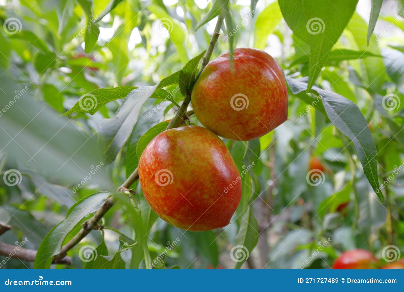 Organic Peaches on Tree Branch Stock Image - Image of agriculture ...
