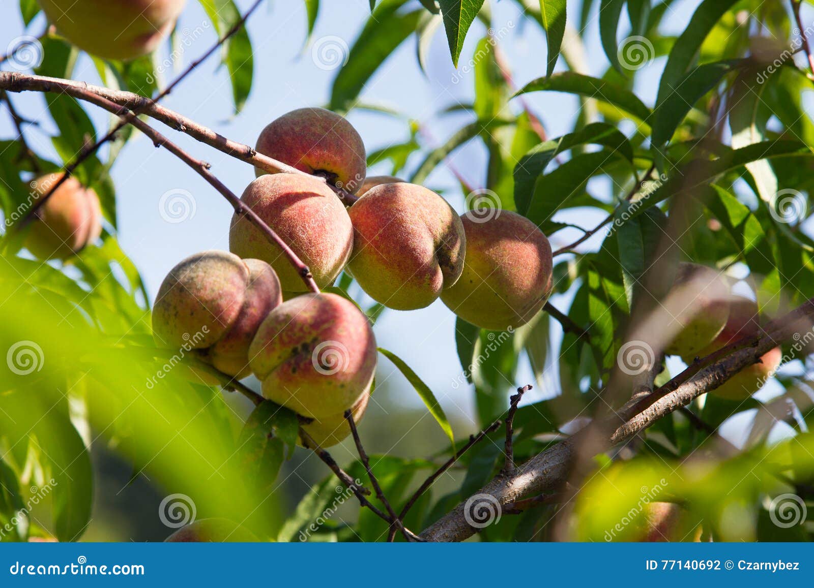 Organic Peaches on the Tree Stock Photo - Image of plant, eating: 77140692