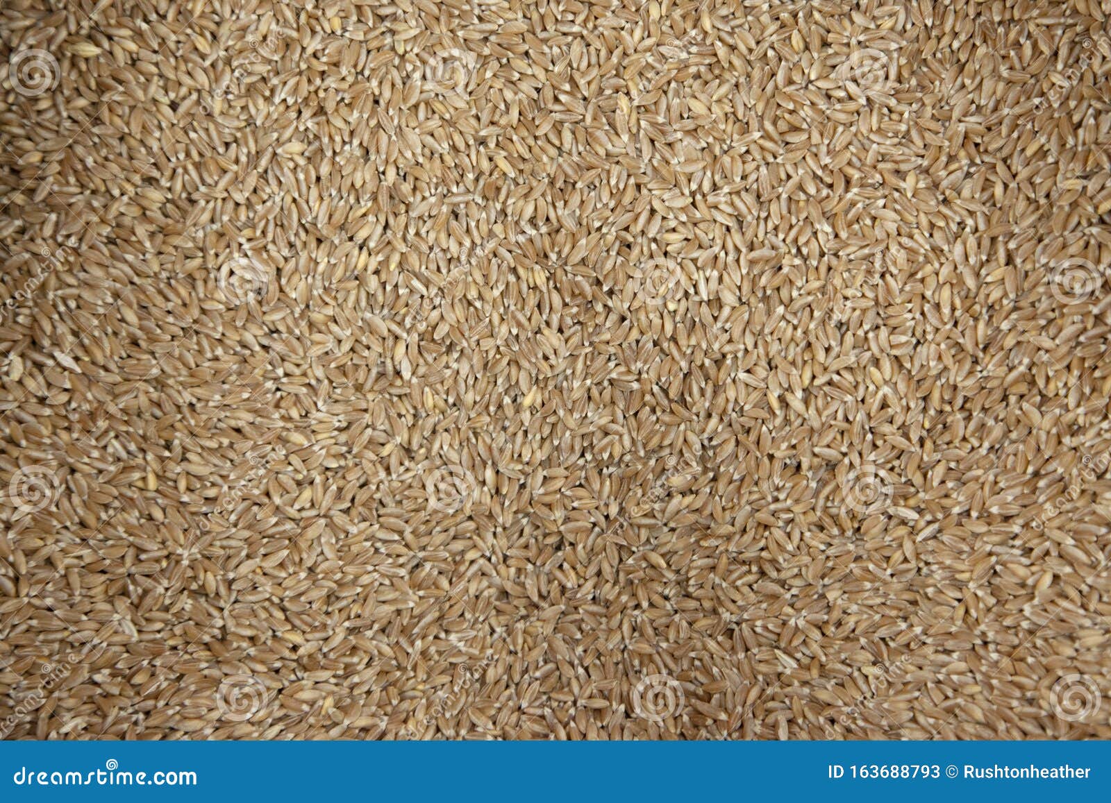 Organic pearled farro stock image. Image of emmer, cereal - 163688793