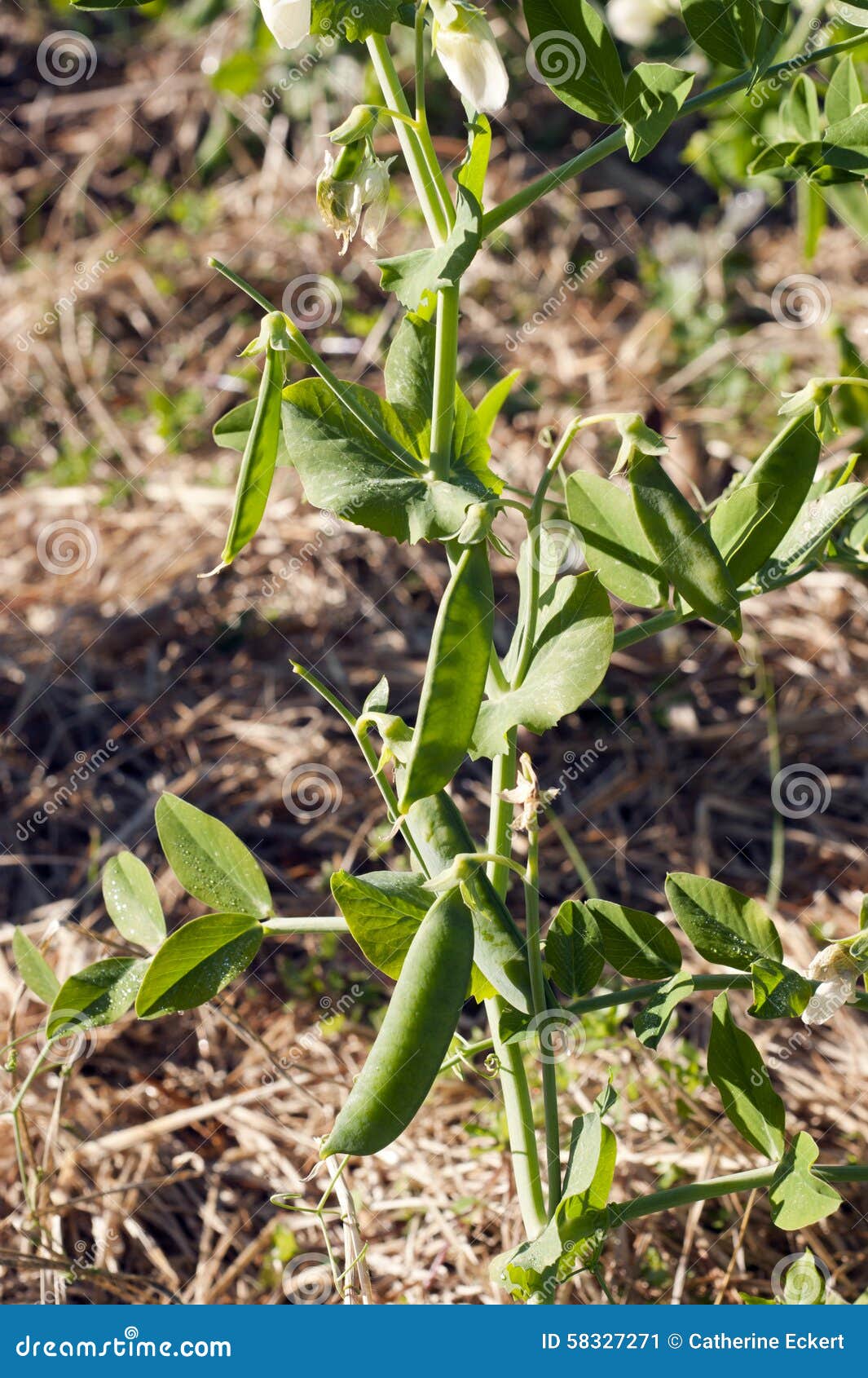 Organic Peas stock image. Image of peas, green, grass - 58327271