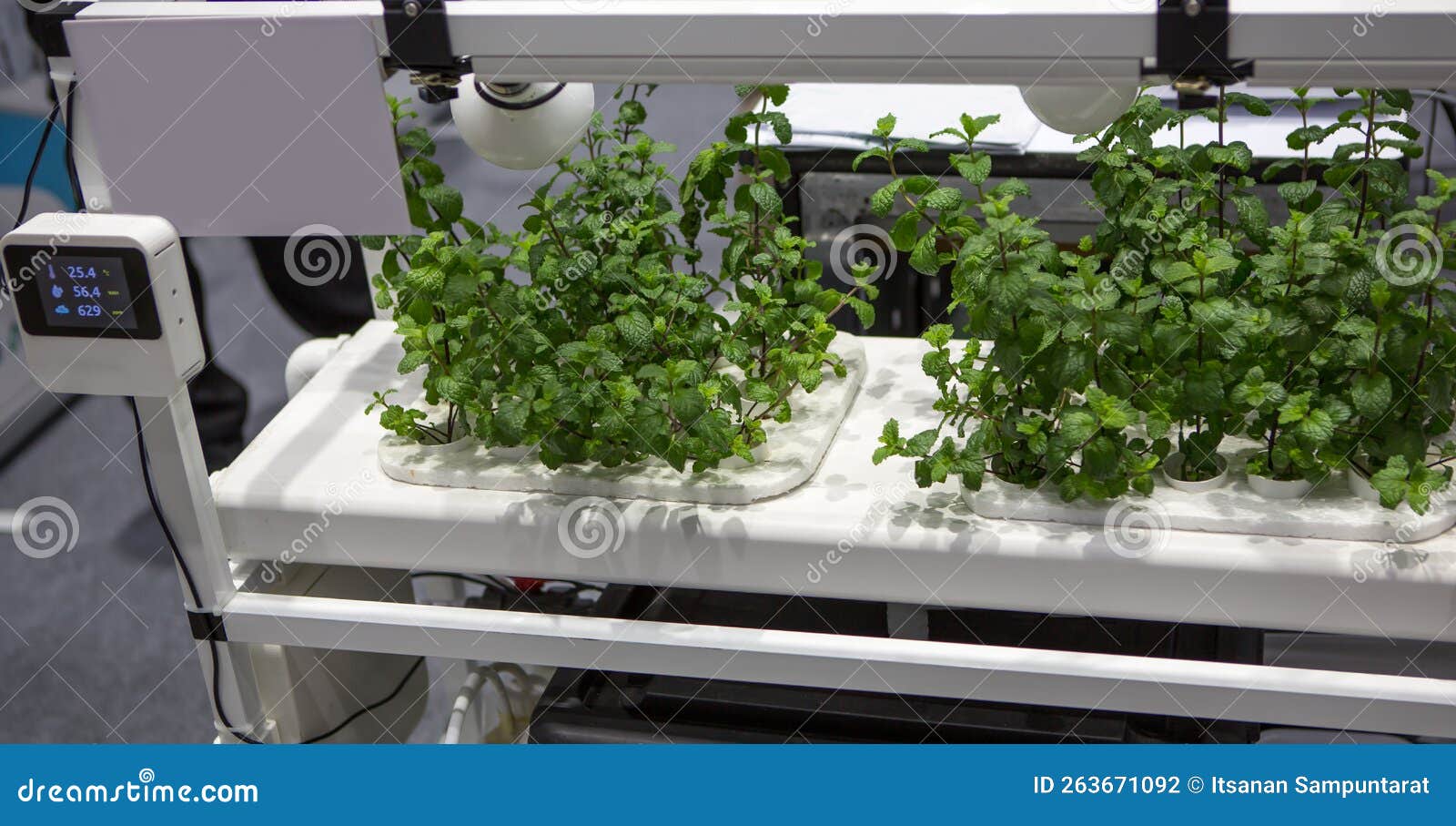 Organic Peppermint Growing in Greenhouse Farm Stock Photo - Image of ...